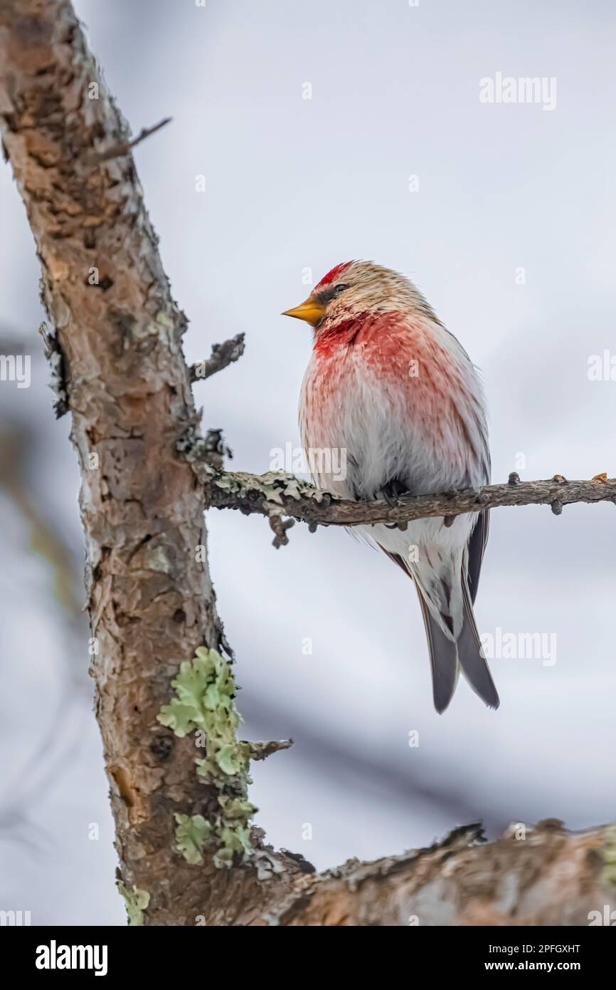Tamarack hi-res stock photography and images - Alamy