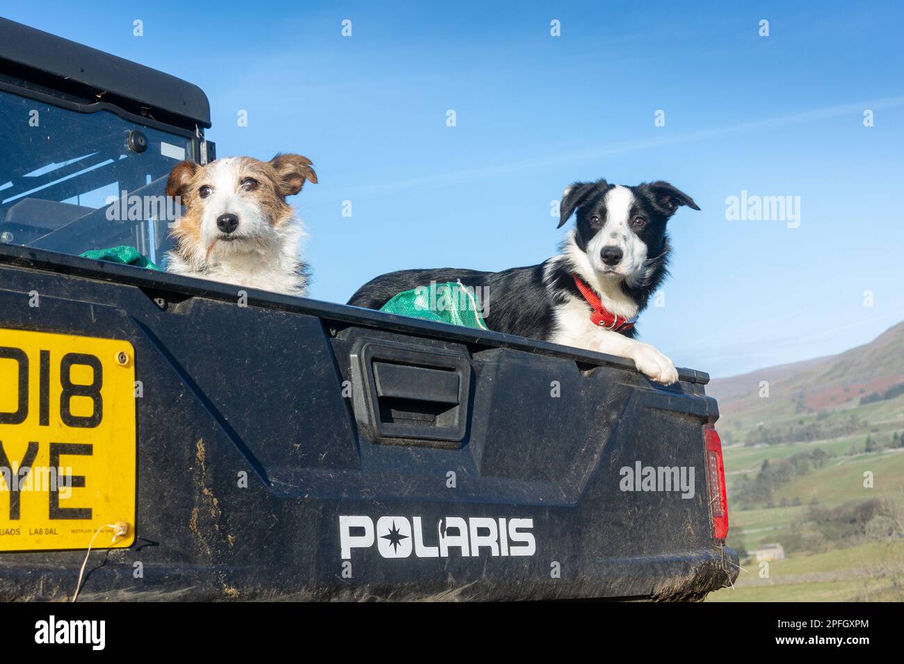 Border collie back hi-res stock photography and images - Alamy