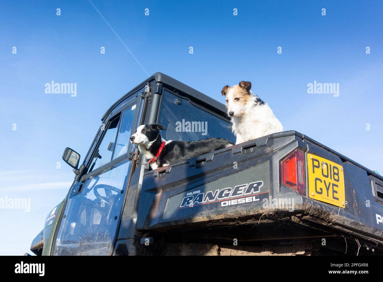 Border Collie and a Jack Russell in the back of a farm utility vehicle ...