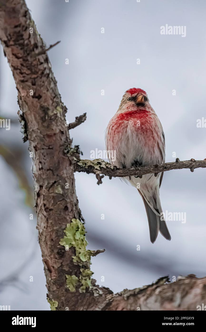 Common Redpoll, Acanthis flammea, female perched on a Tamarack in Sax ...
