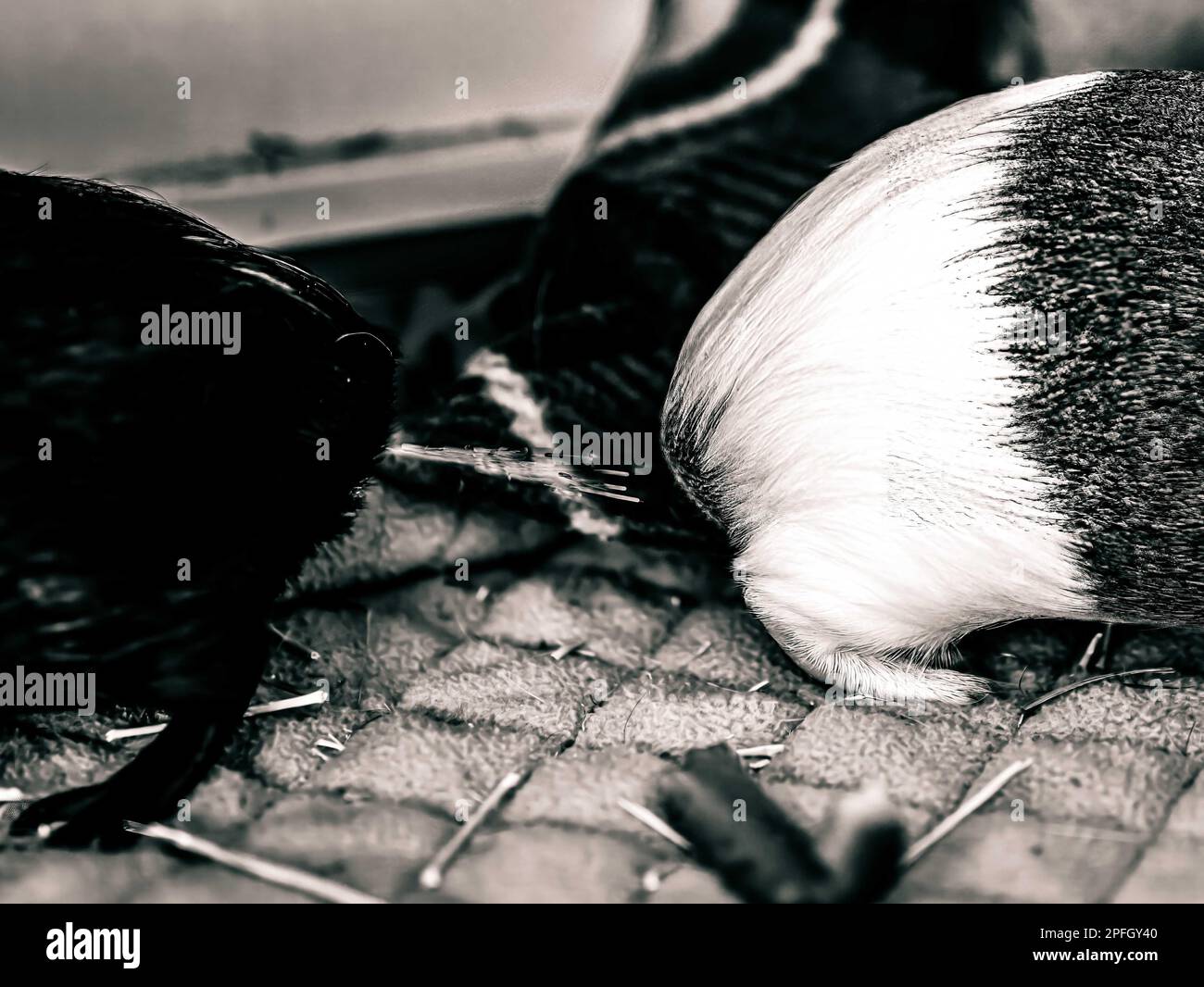 guinea pig ejecting urine on a subordinate as a way of showing ...