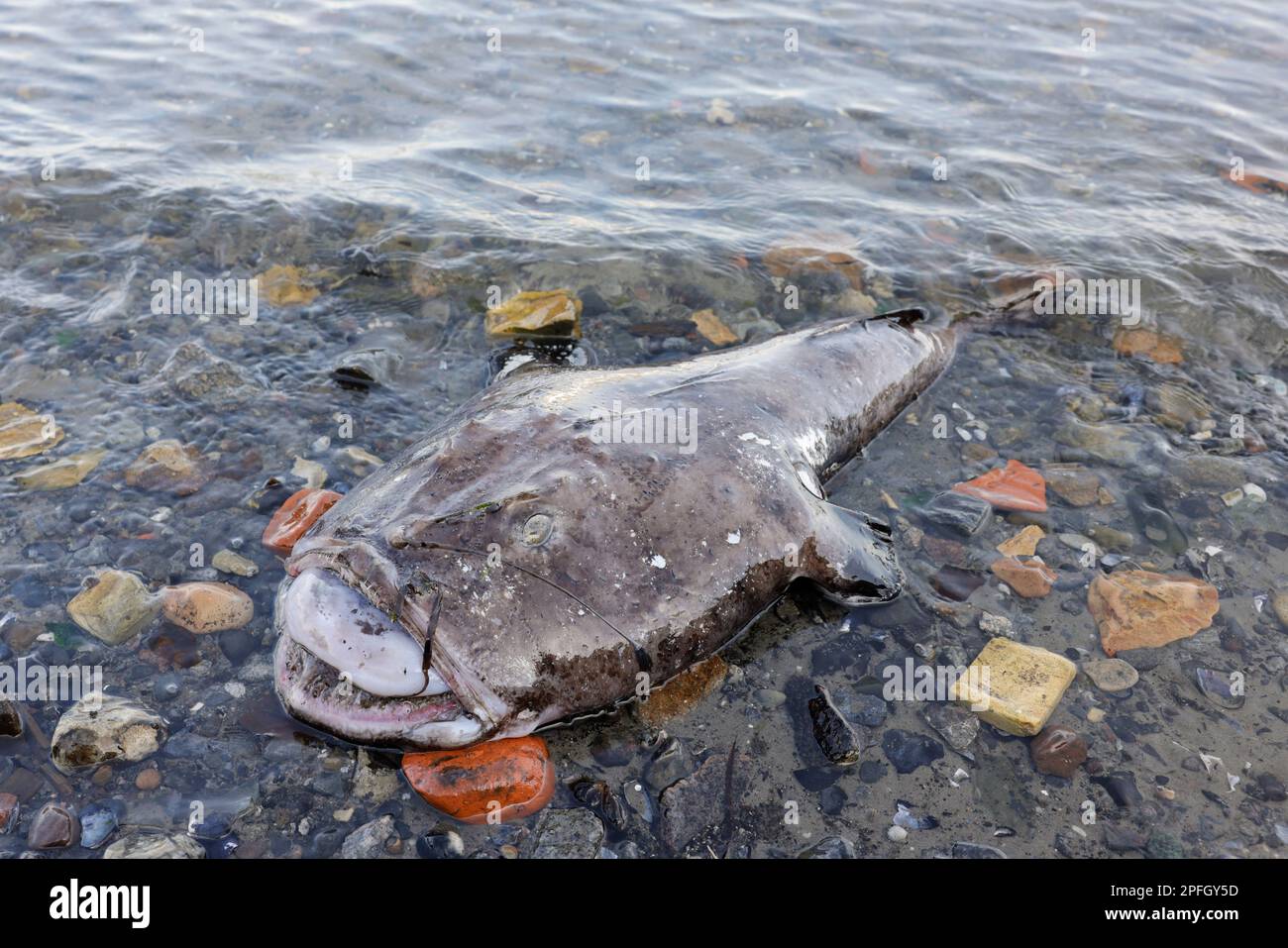 Kiel, Germany. 17th Mar, 2023. A dead anglerfish lies on the shore of ...