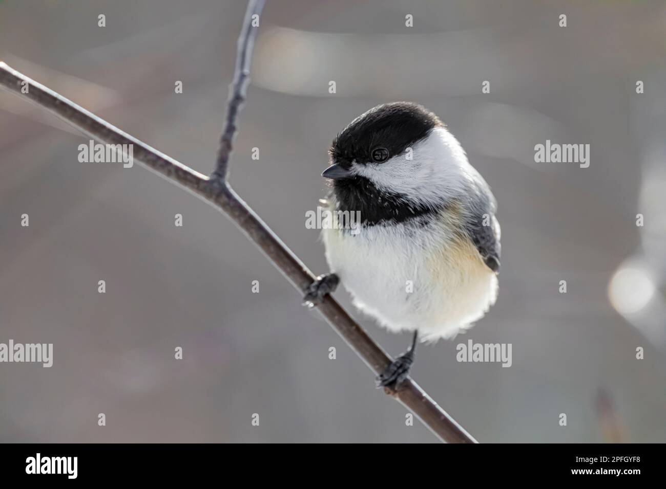 Boreal chickadee hi-res stock photography and images - Alamy