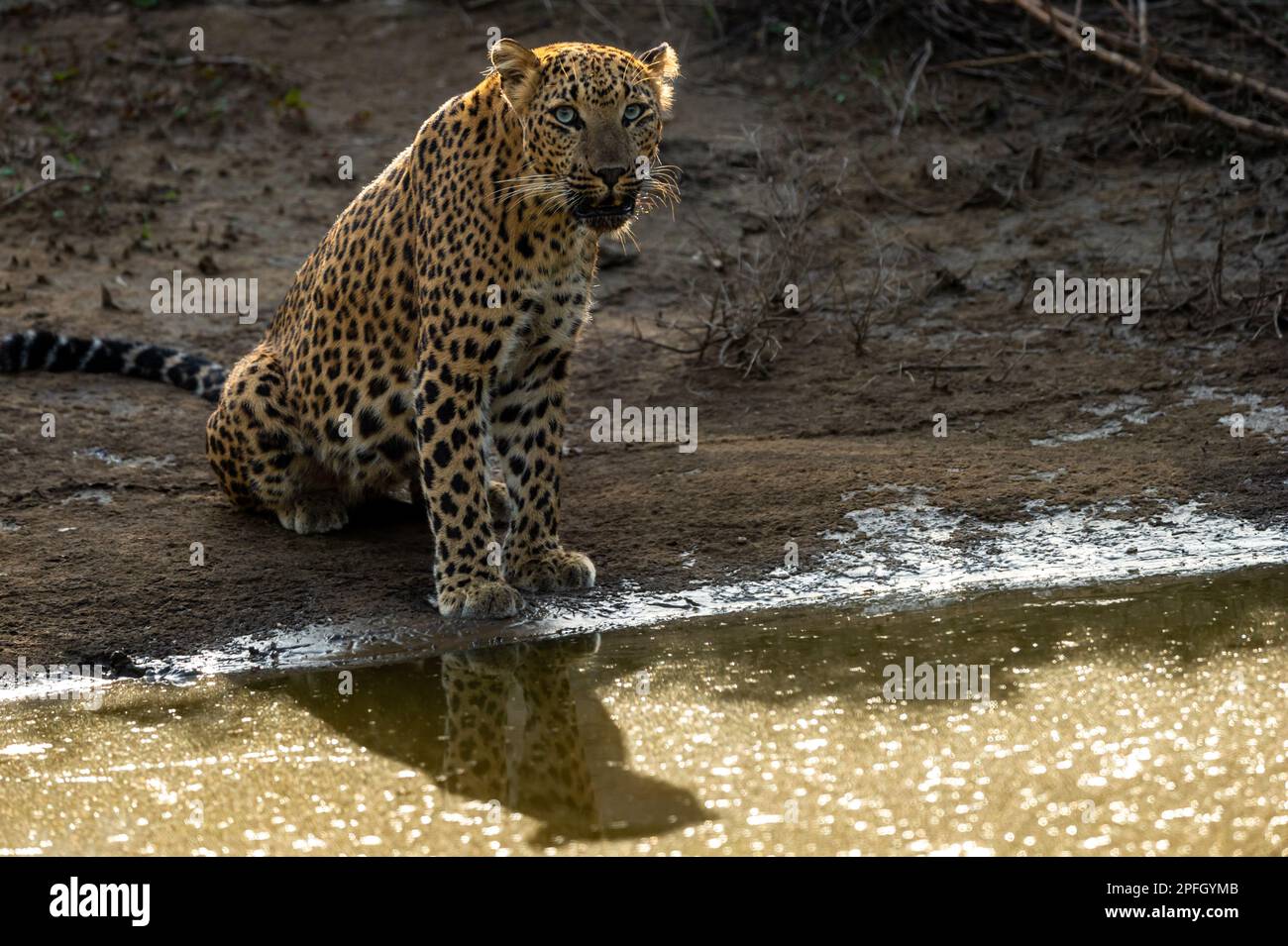 Indian wild female leopard or panther or panthera pardus fusca near ...