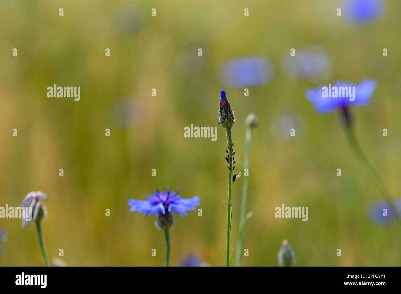 A cornflower bud in the cornfield, with aphids on the stem Stock Photo ...
