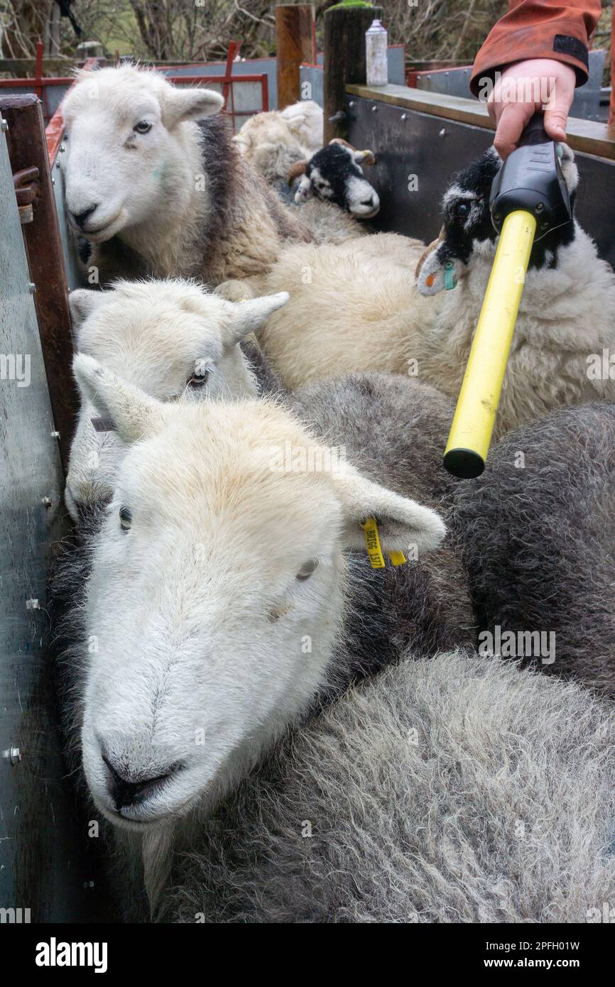 Shepherd reading the Electronic Identification tags in a flock of ewes ...