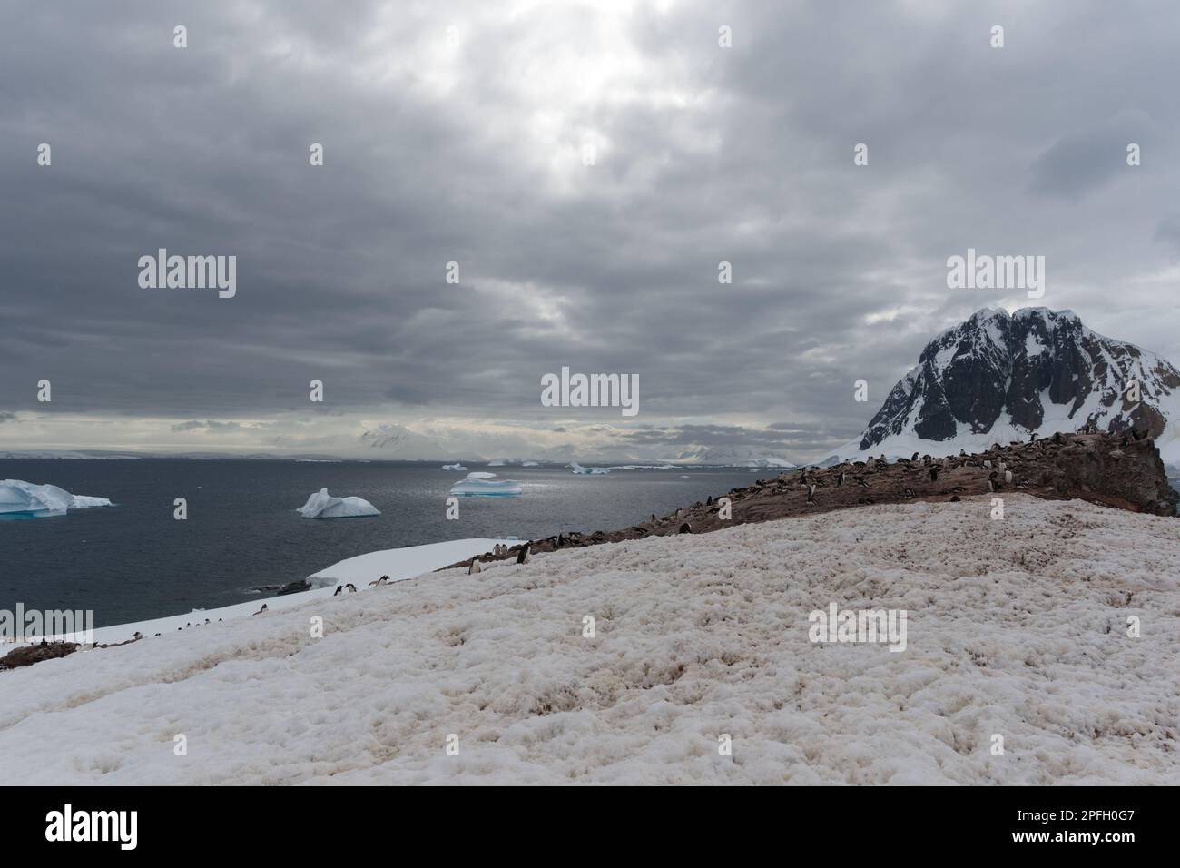 Gentoo penguin colony on Booth Island - Antarctica Stock Photo - Alamy
