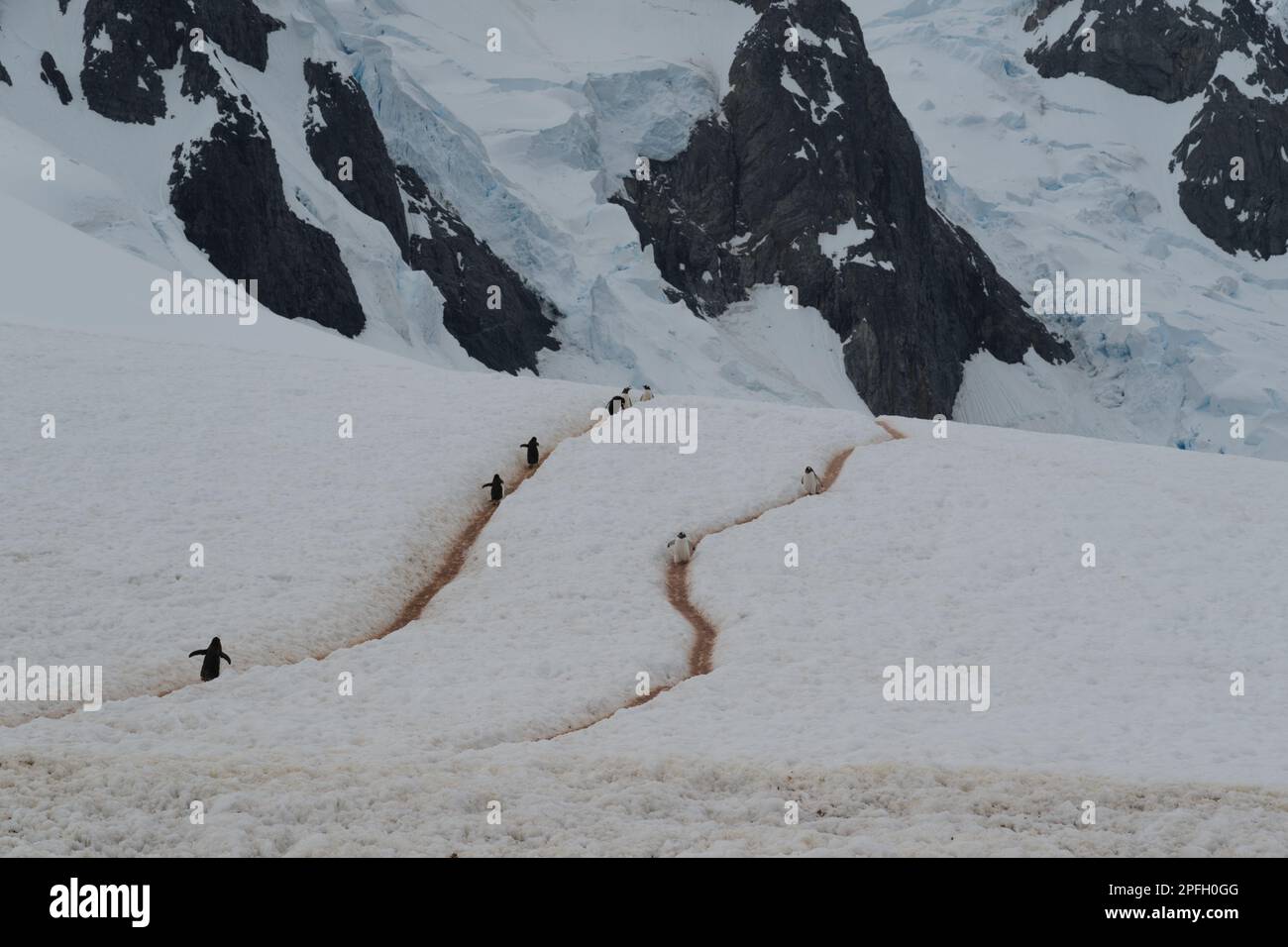 Gentoo penguin colony on Booth Island - Antarctica Stock Photo - Alamy