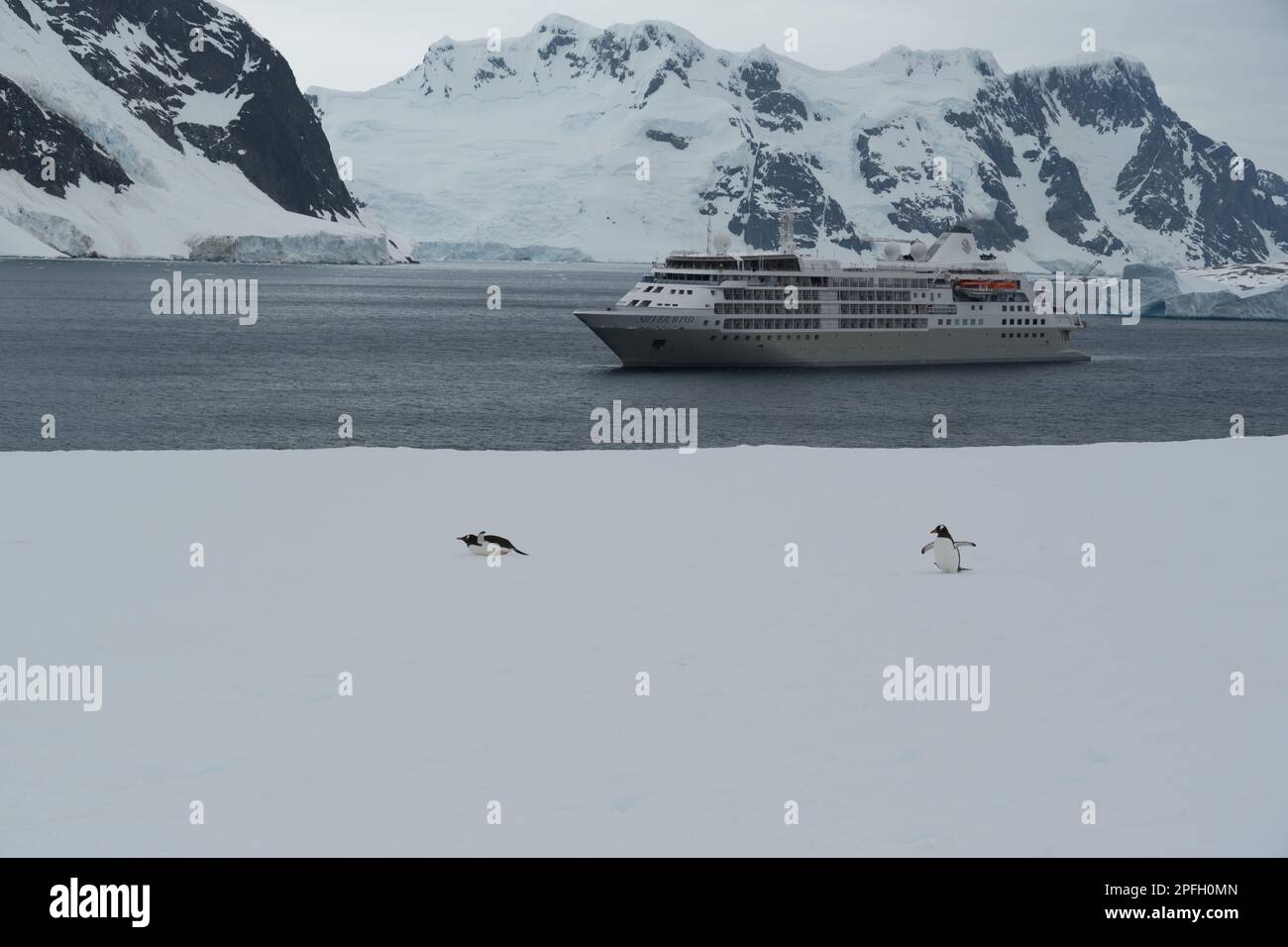 cruise ship moored at Booth Island Antarctica while 2 Gentoo penguins ...
