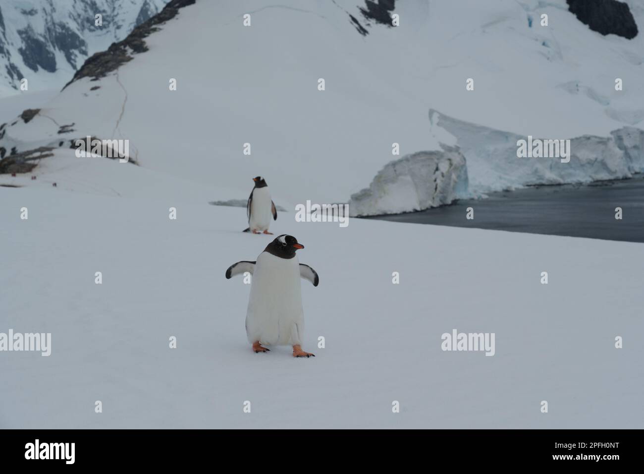 Two penguins walking on water hi-res stock photography and images - Alamy