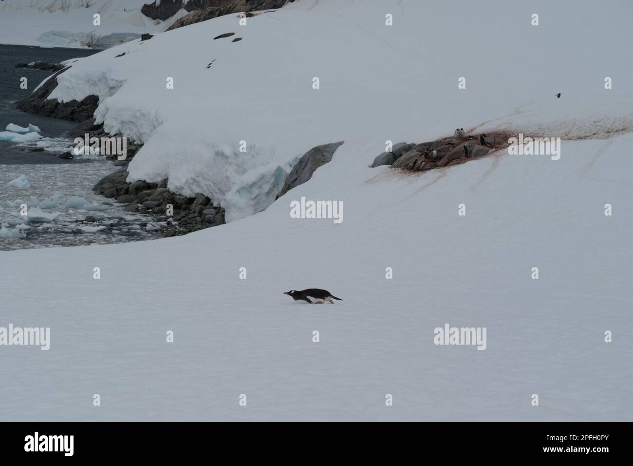Gentoo penguin sliding on it's belly at Port Charcot - Antarctica Stock ...