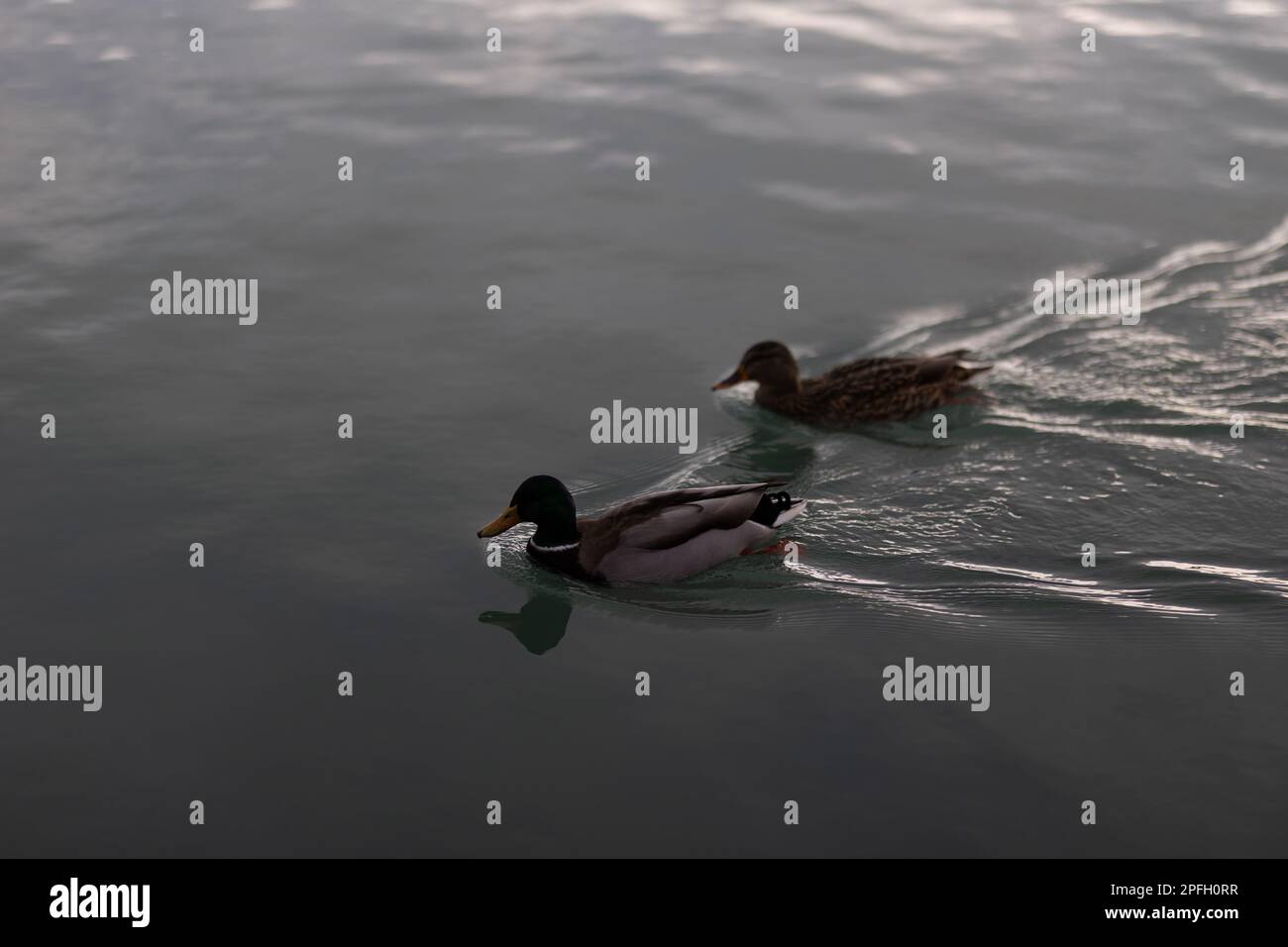 Two mallard ducks are swimming together in a body of water Stock Photo ...
