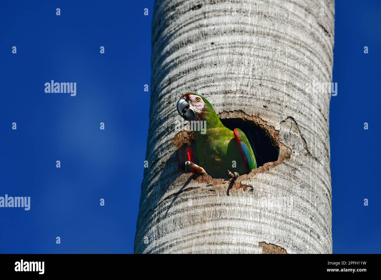 Chestnut-fronted macaw (Ara severus) nesting in a palm tree. Native ...
