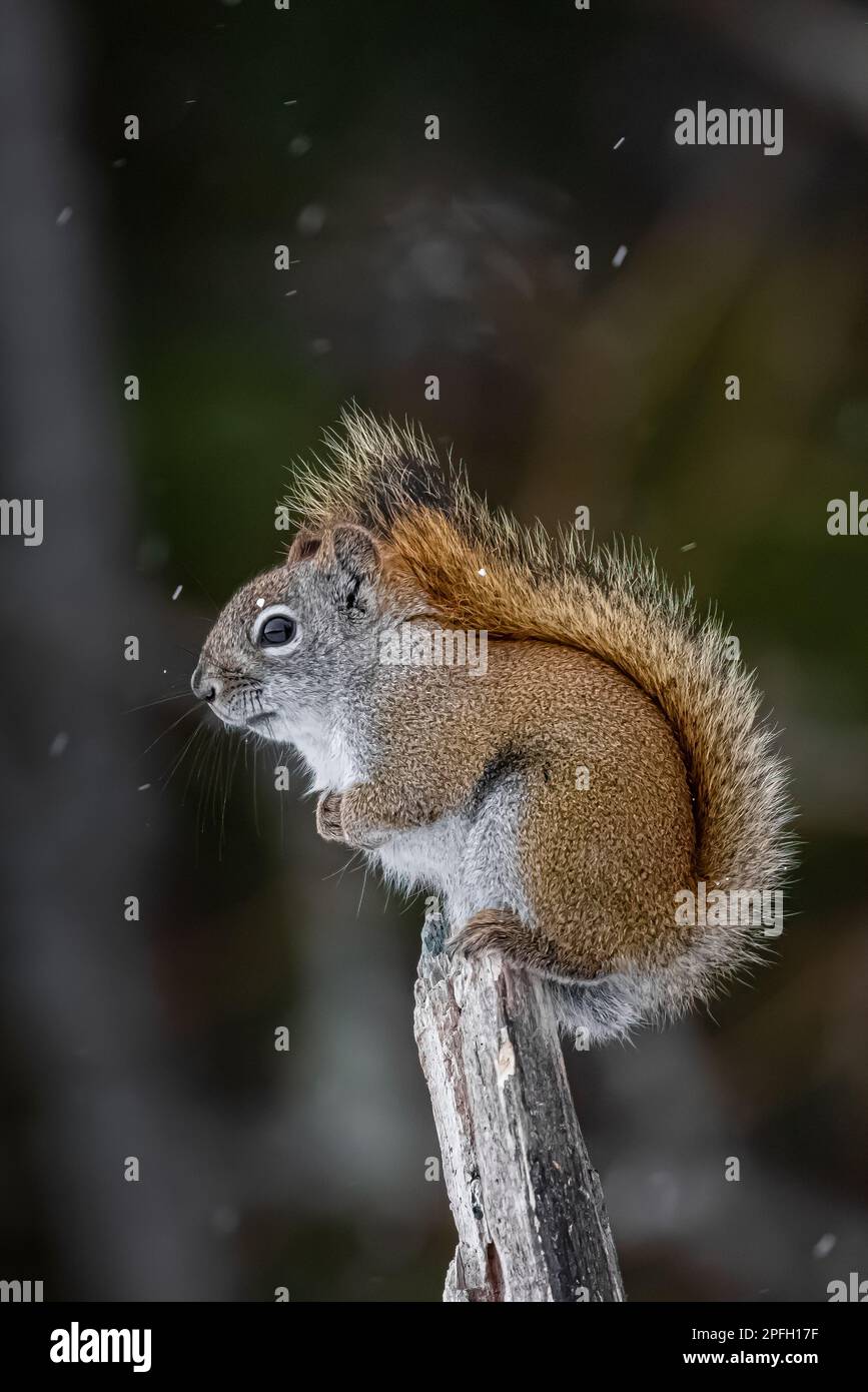 American Red Squirrel, Tamiasciurus hudsonicus, at a feeding station in ...