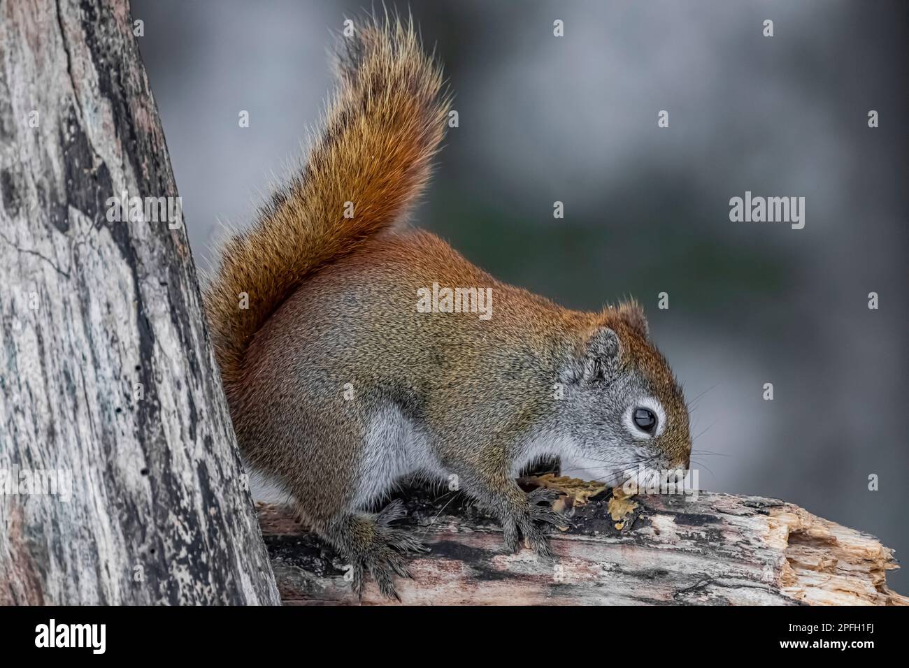 American Red Squirrel, Tamiasciurus hudsonicus, eating peanut butter at ...