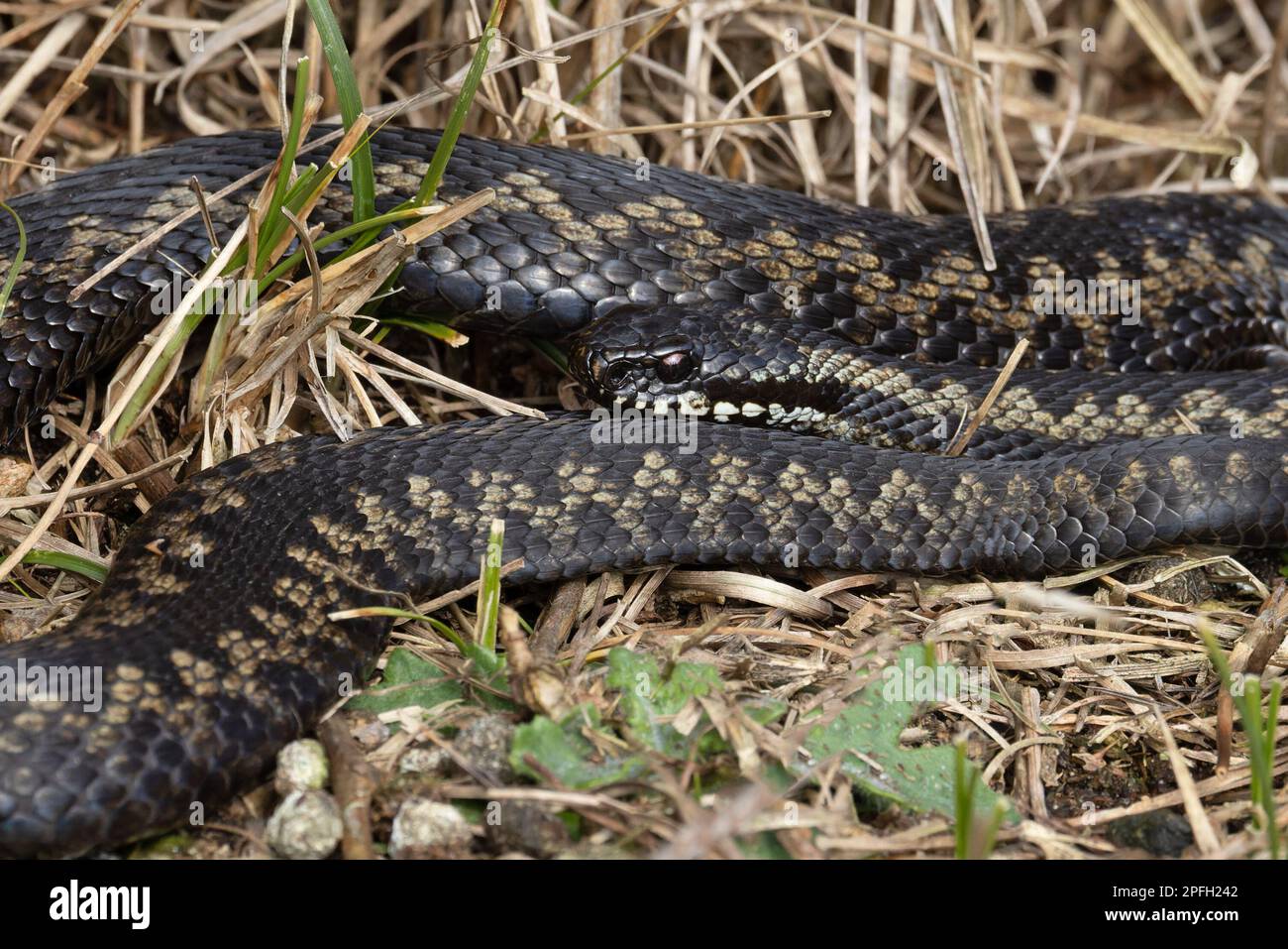 Adder (Vipera berus) Suffolk UK GB March 2023 Stock Photo - Alamy