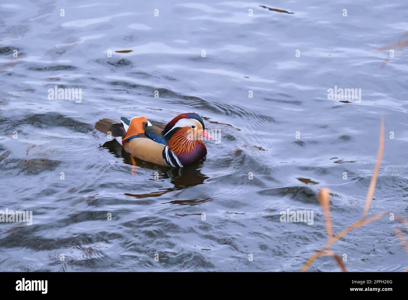 mandarin duck floating in the pond Stock Photo - Alamy