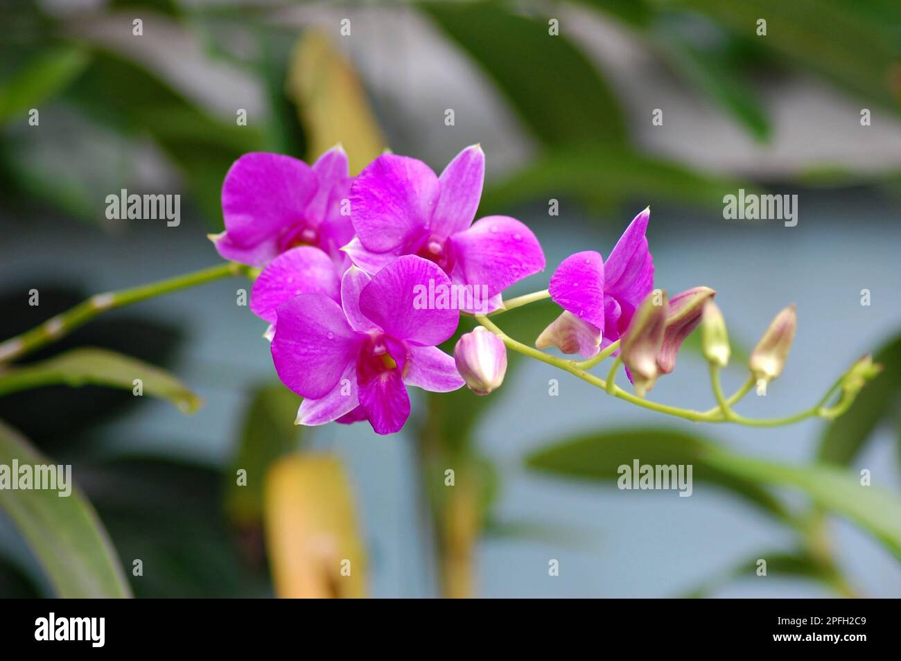Dendro orchids hi-res stock photography and images - Alamy
