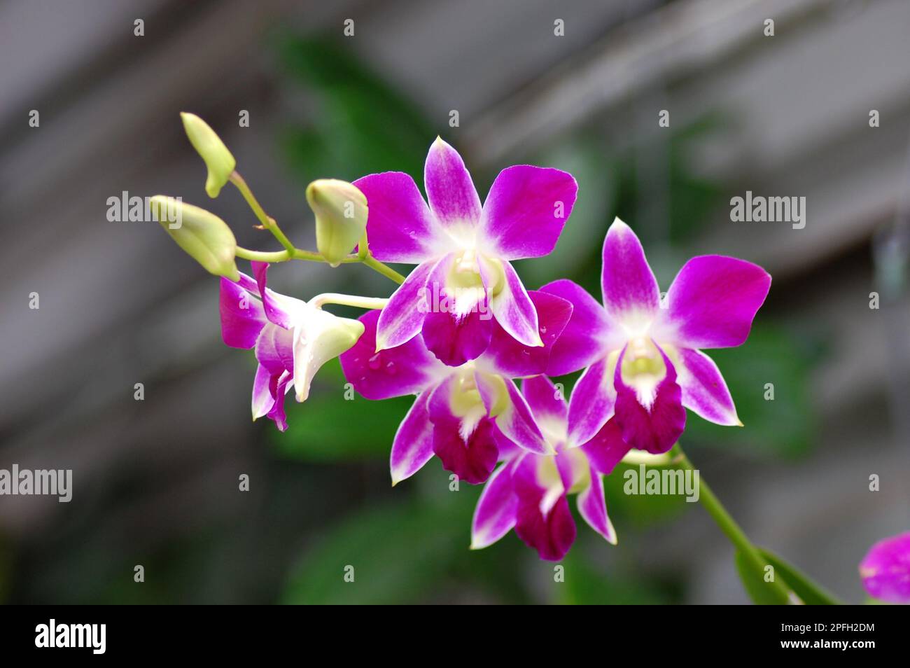 Dendro orchids hi-res stock photography and images - Alamy
