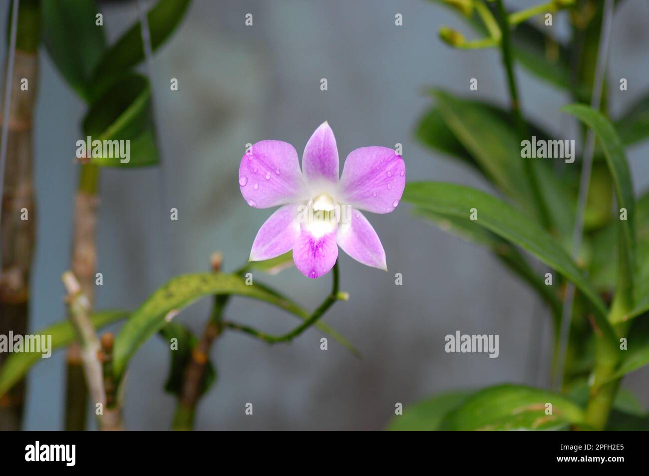 Dendro orchids hi-res stock photography and images - Alamy