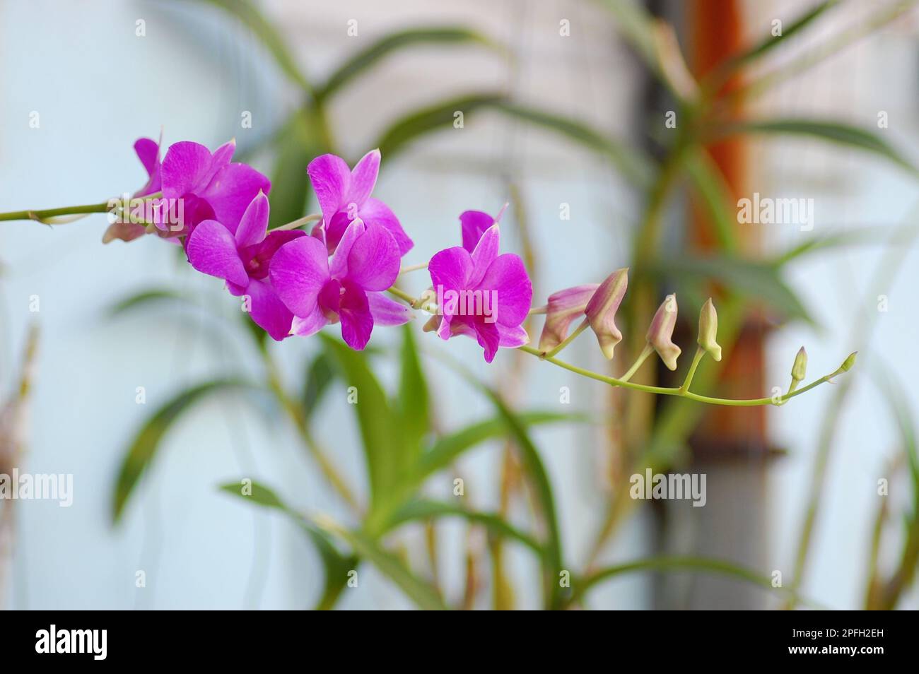 Dendro orchids hi-res stock photography and images - Alamy