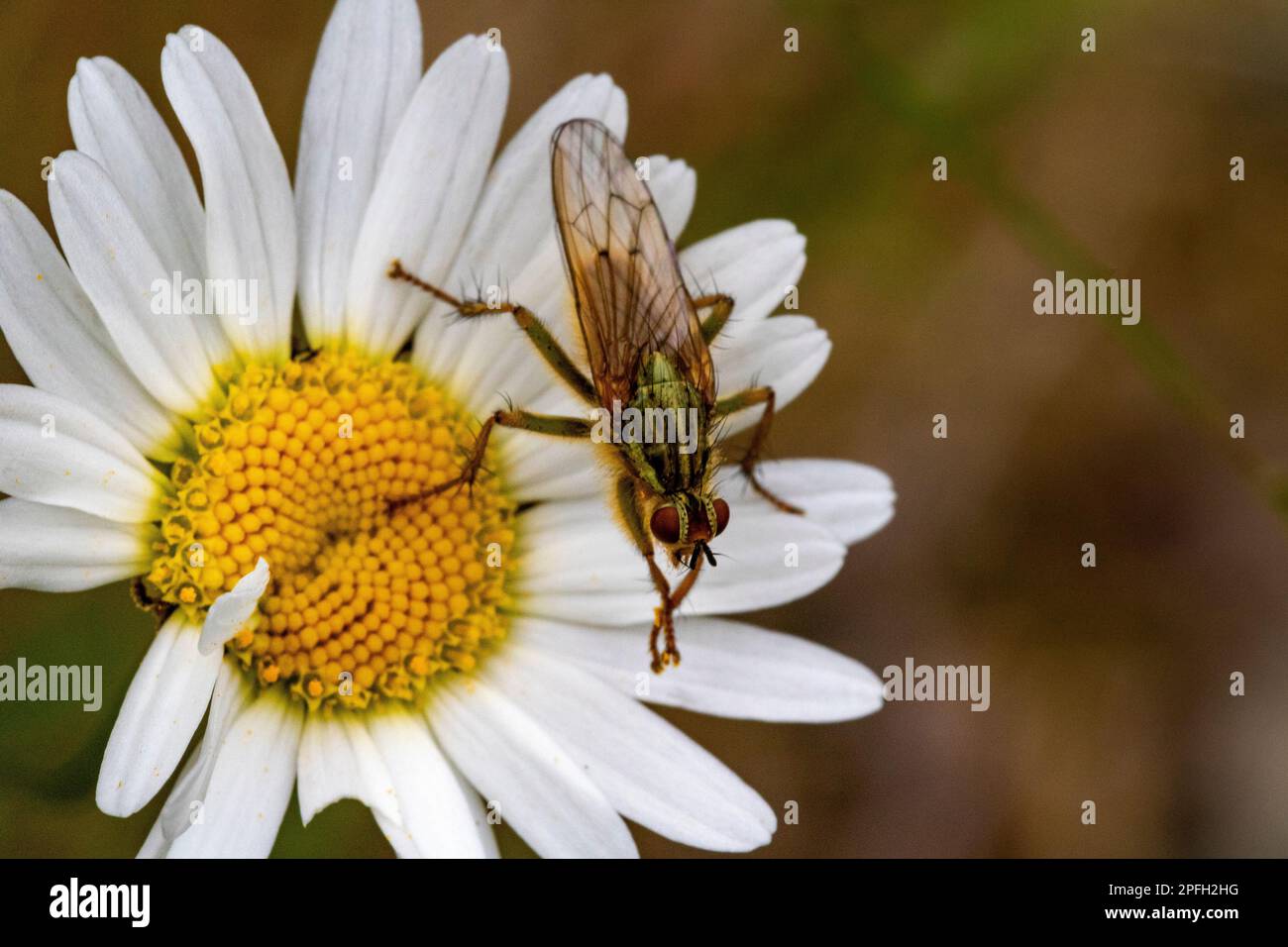 Robber Fly (Asilidae family) Resting on an Ox-eye daisy Flower ...
