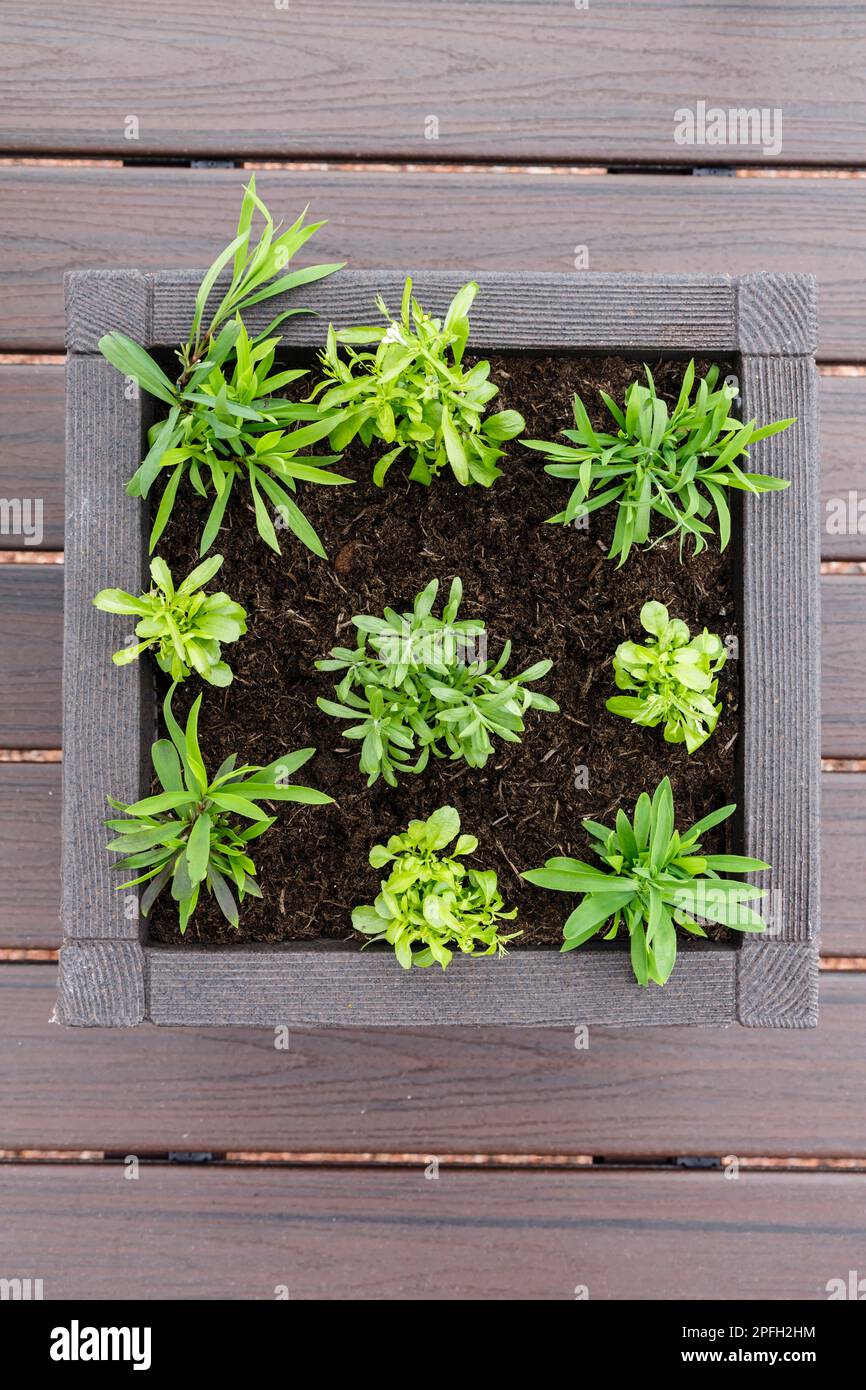 Spring plants containers hi-res stock photography and images - Alamy