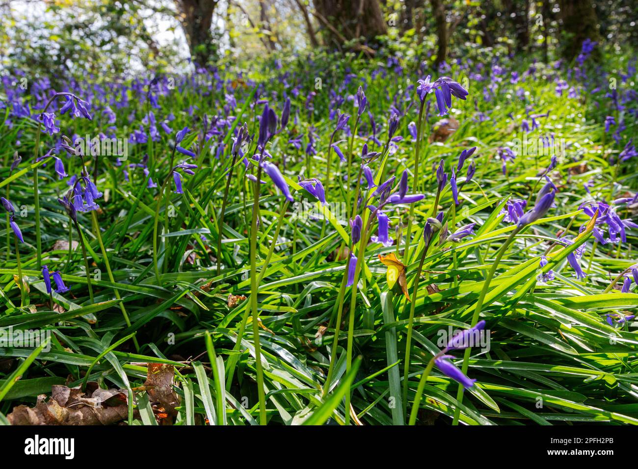 Woodland life cycle hi-res stock photography and images - Alamy