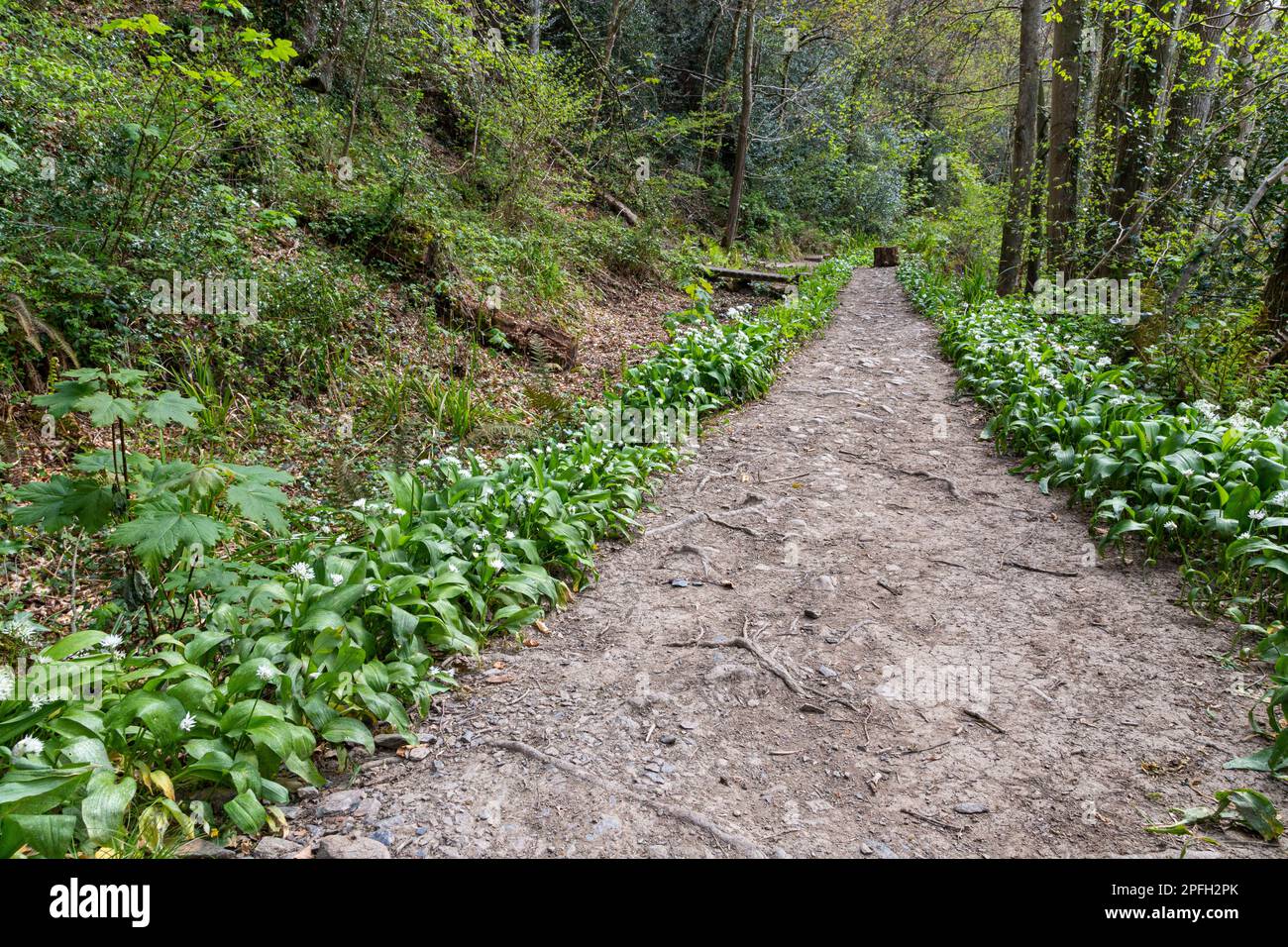 Woodland Footpath View on Torrington Commons, Between the Historic ...