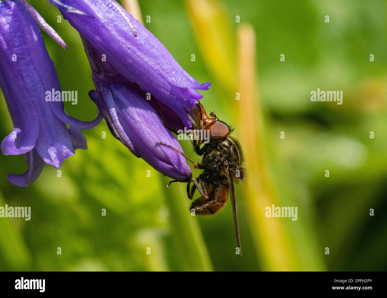 Close up Detail of a Snouted Hoverfly (Genus Rhingia) Using its Long ...