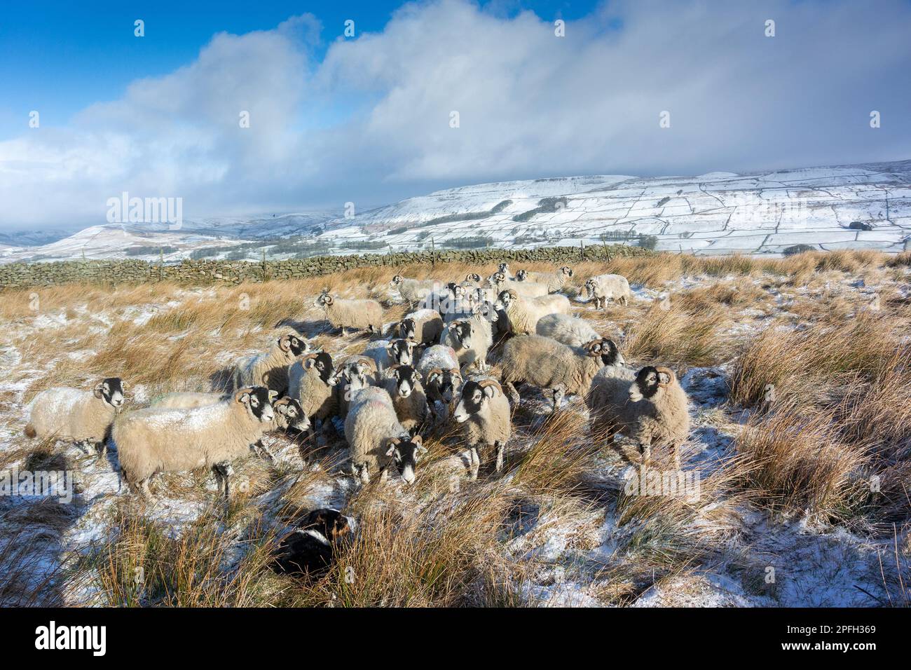 A flock of Swaledale ewes, a hardy native hill breed, awaiting extra ...