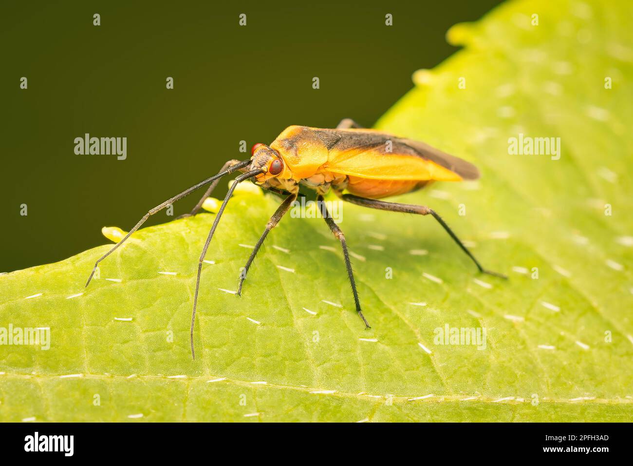 Small Lopidea robinea resting on a green leaf with darker green blurred ...