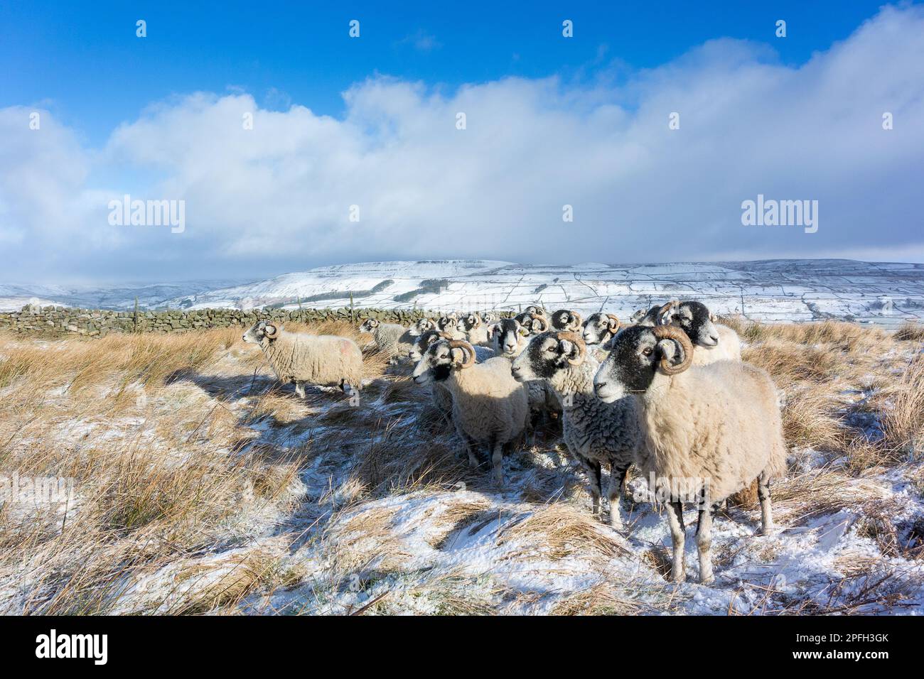 A flock of Swaledale ewes, a hardy native hill breed, awaiting extra ...