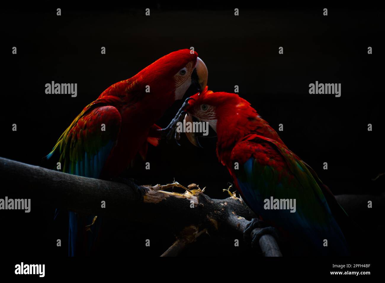 Macaws preening hi-res stock photography and images - Alamy