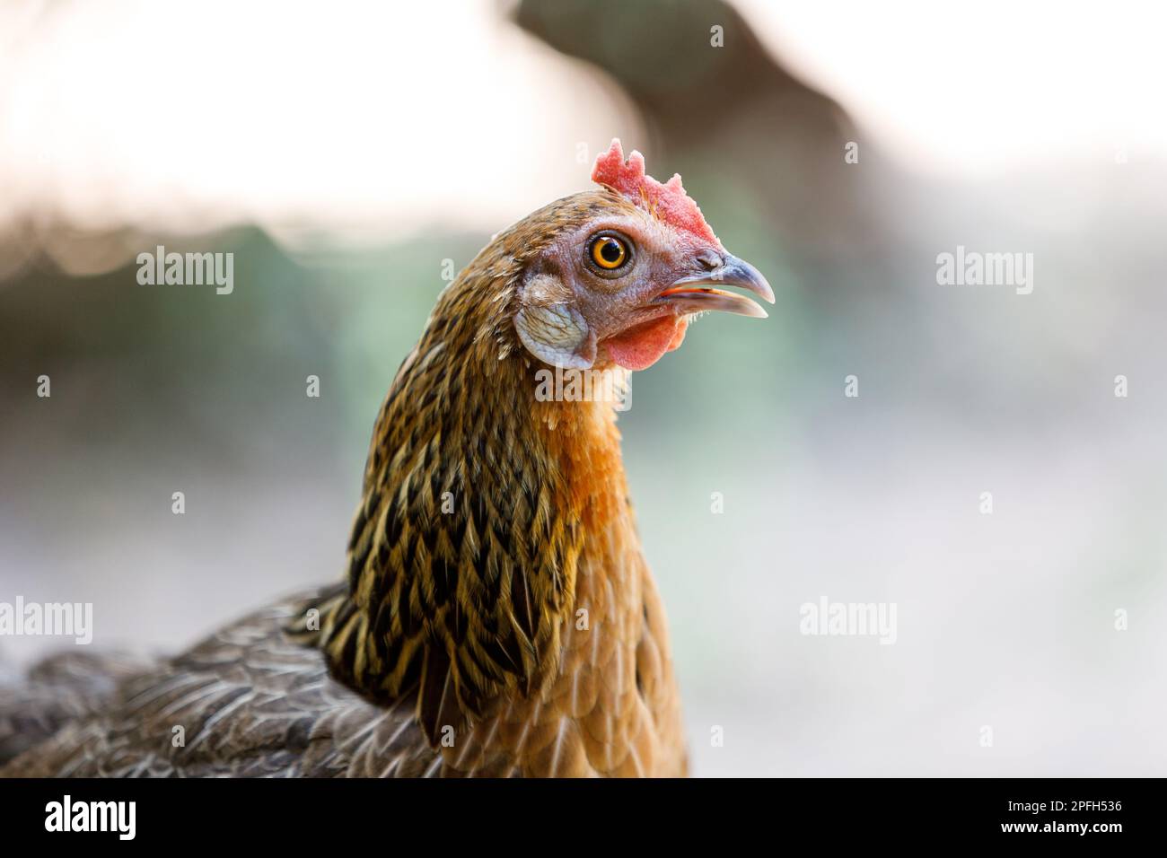 A red jungle fowl chicken head, close up, looking at the camera Stock ...