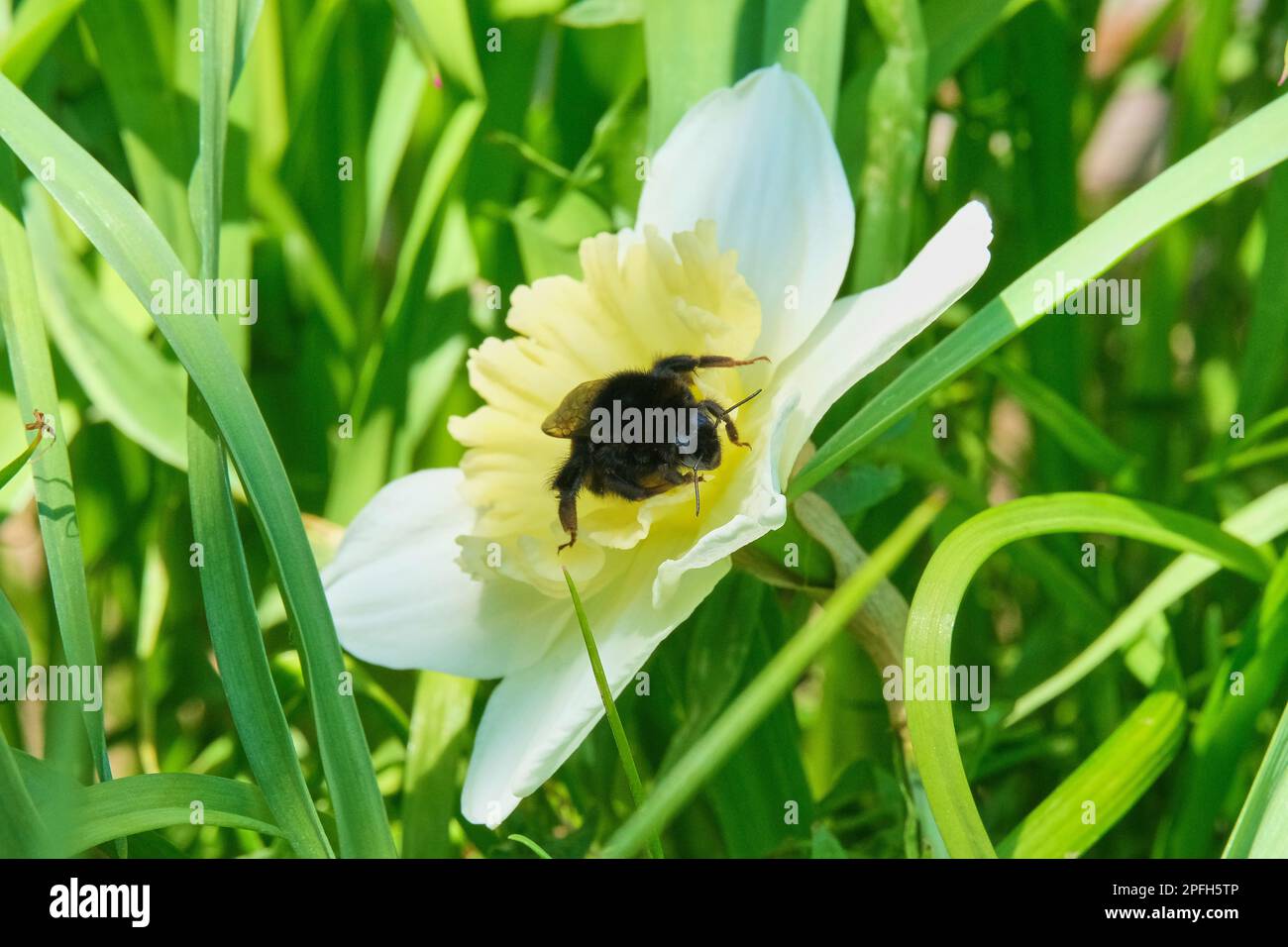 bumblebee sitting on a narcissus flower among greenery Stock Photo - Alamy
