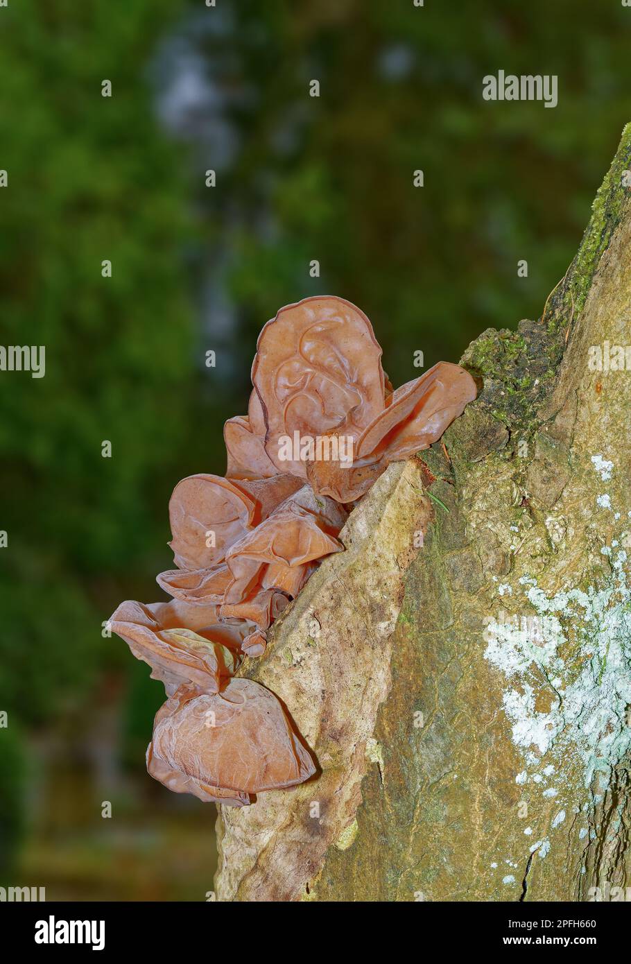Jelly Ear (Auricularia auricula-judae) Fungus on Tree,Germany Stock ...