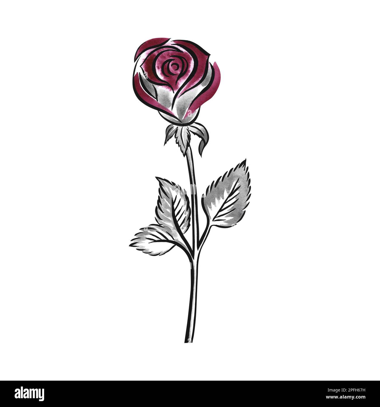 The red rose is drawn with outline, lines and watercolor. Banner design ...