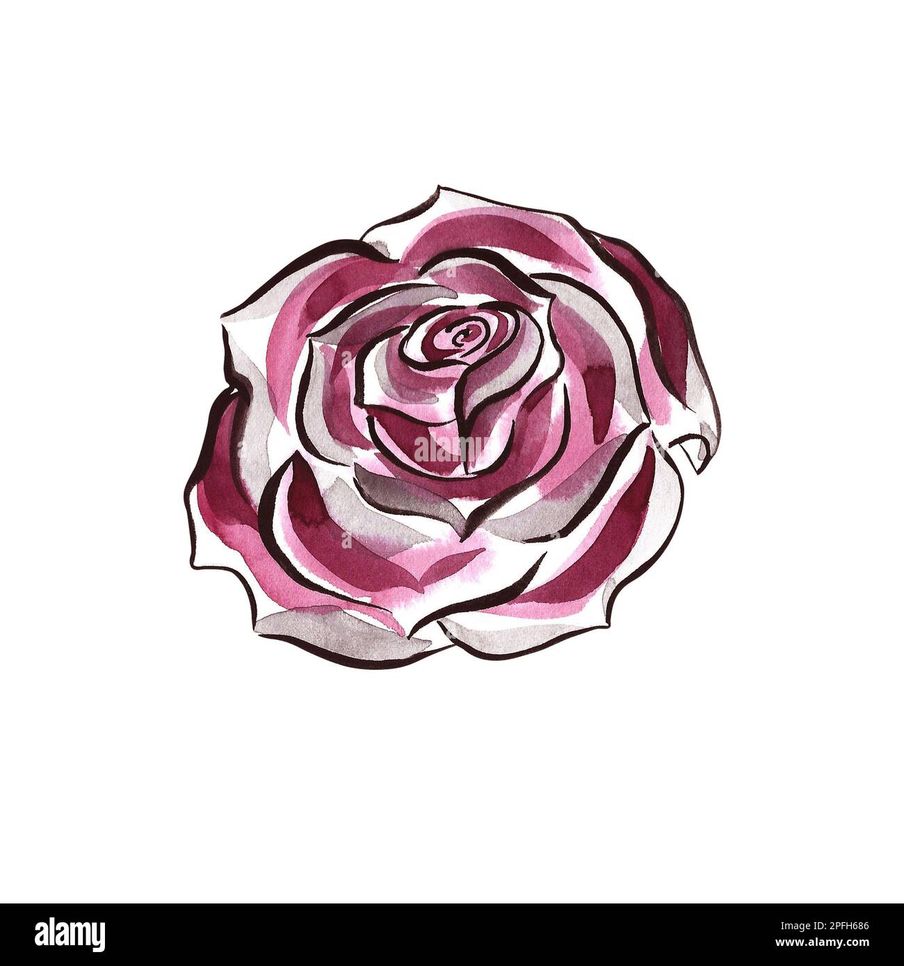 The red rose is drawn with outline, lines and watercolor. Banner design ...