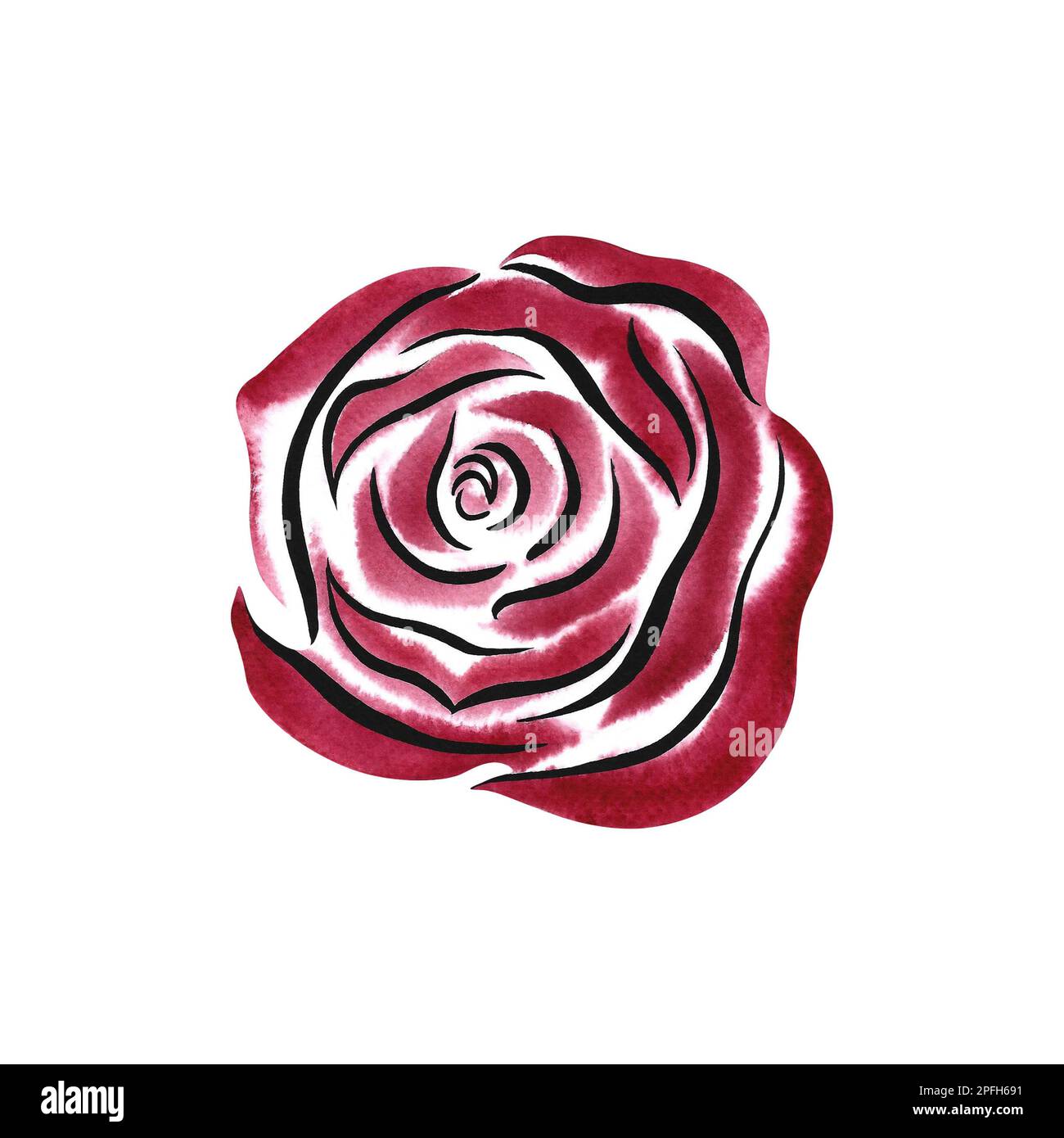 The red rose is drawn with outline, lines and watercolor. Banner design ...