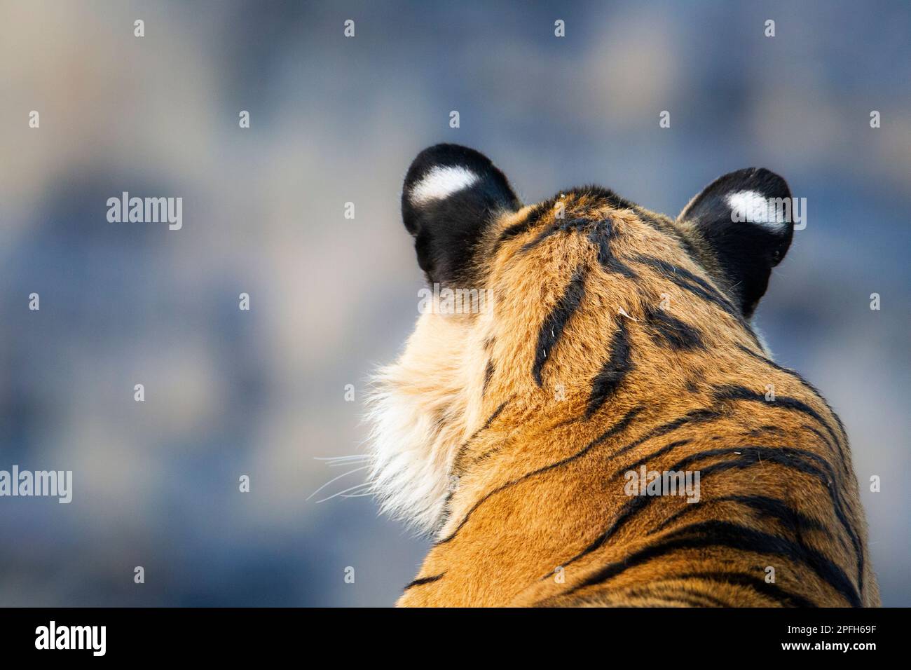 Tiger, Panthera tigris, portrait side view of his face head. animal ...