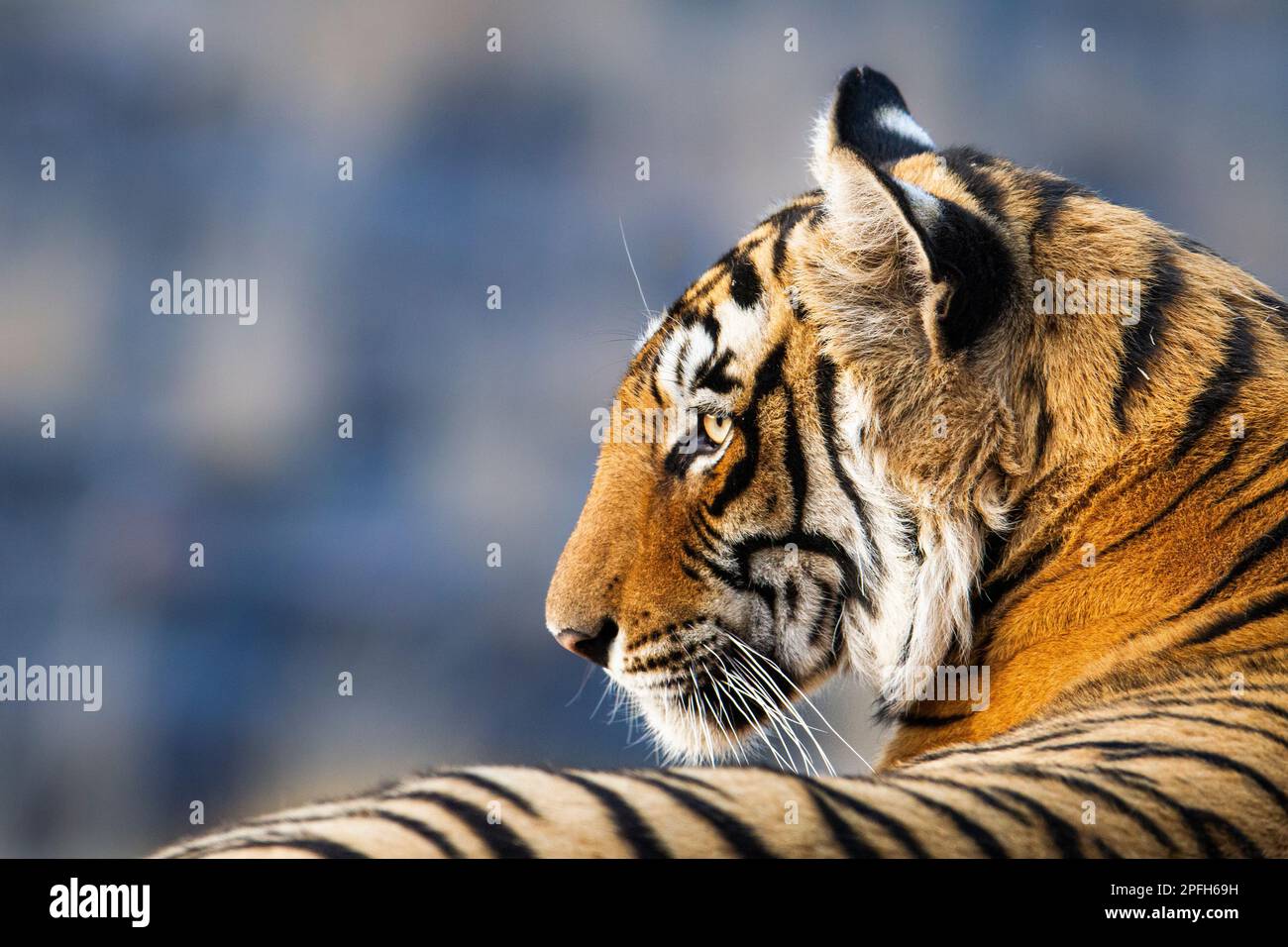Tiger, Panthera tigris, portrait side view of his face head. animal ...