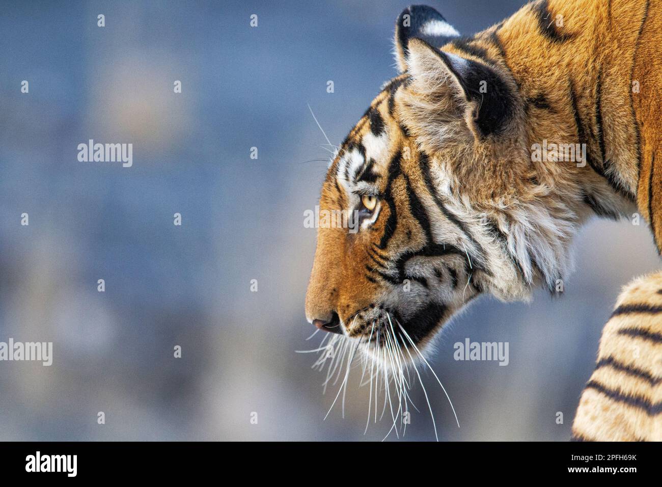 Tiger, Panthera tigris, portrait side view of his face head. animal ...