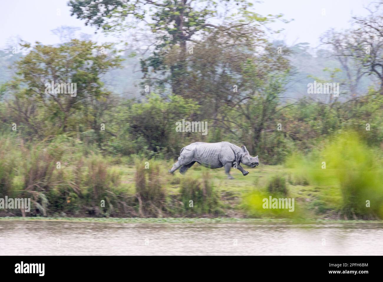 Indian Rhino, Rhinoceros unicornis, running from left to right crossing ...