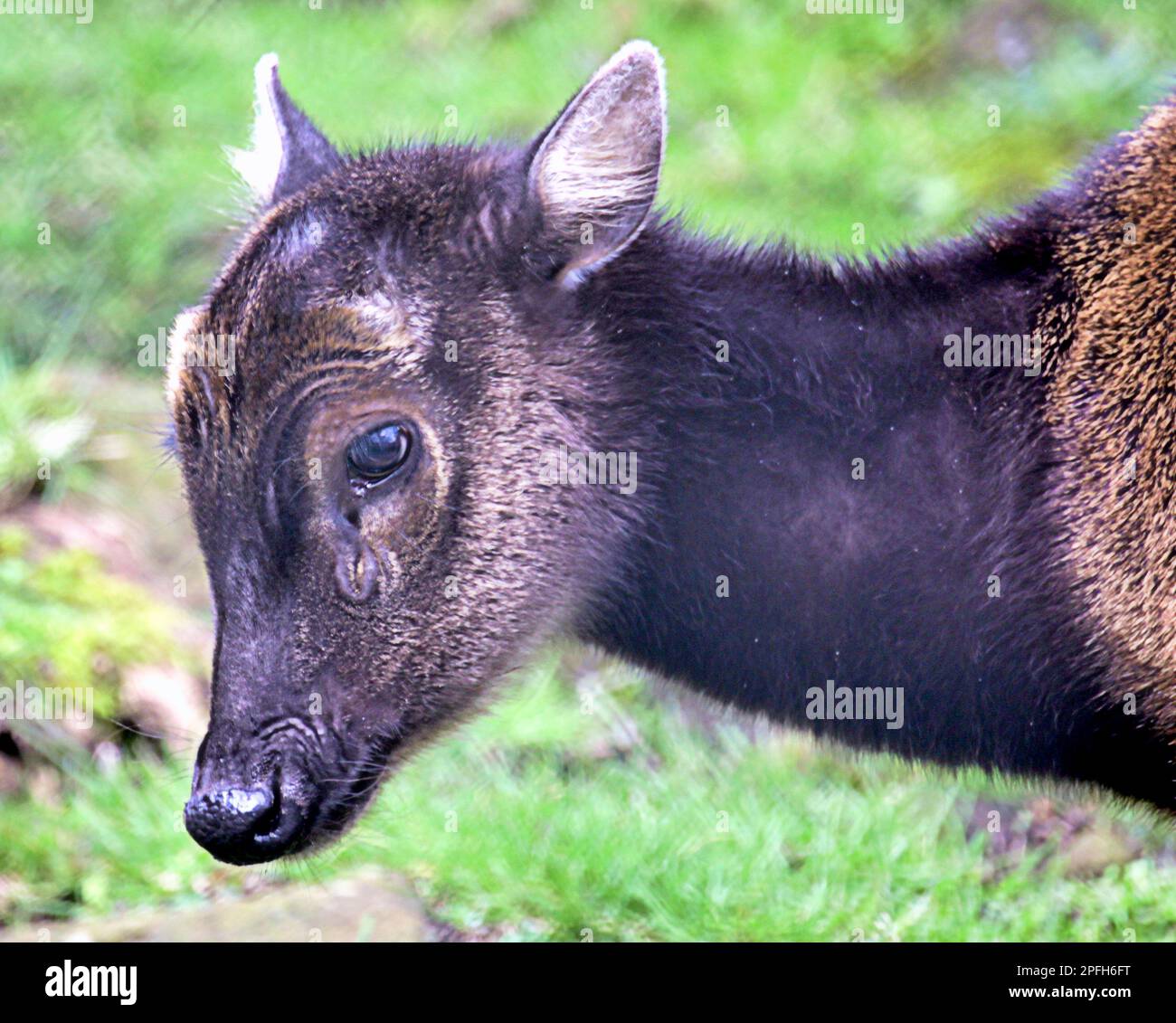 Visayan spotted deer also known as Philippine spotted deer mother and ...