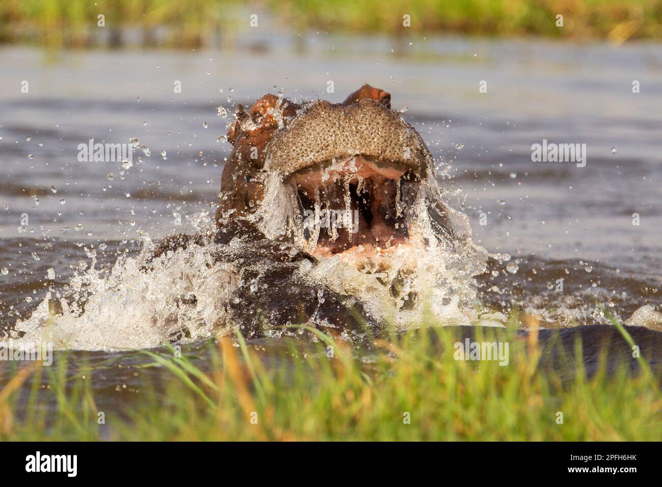 Hippo habitat hi-res stock photography and images - Alamy