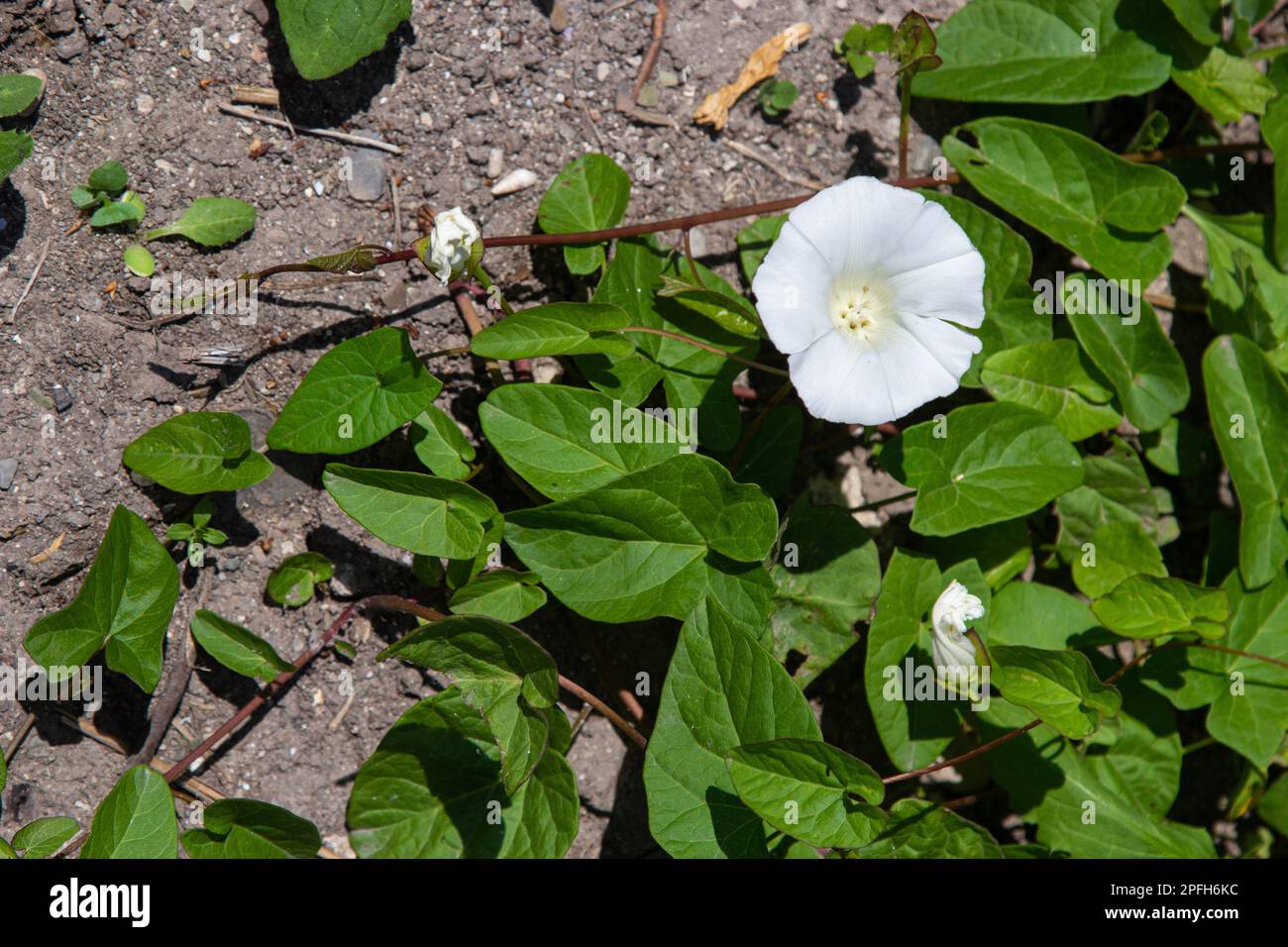 Convolvulus arvensis grows and blooms in the field Stock Photo - Alamy