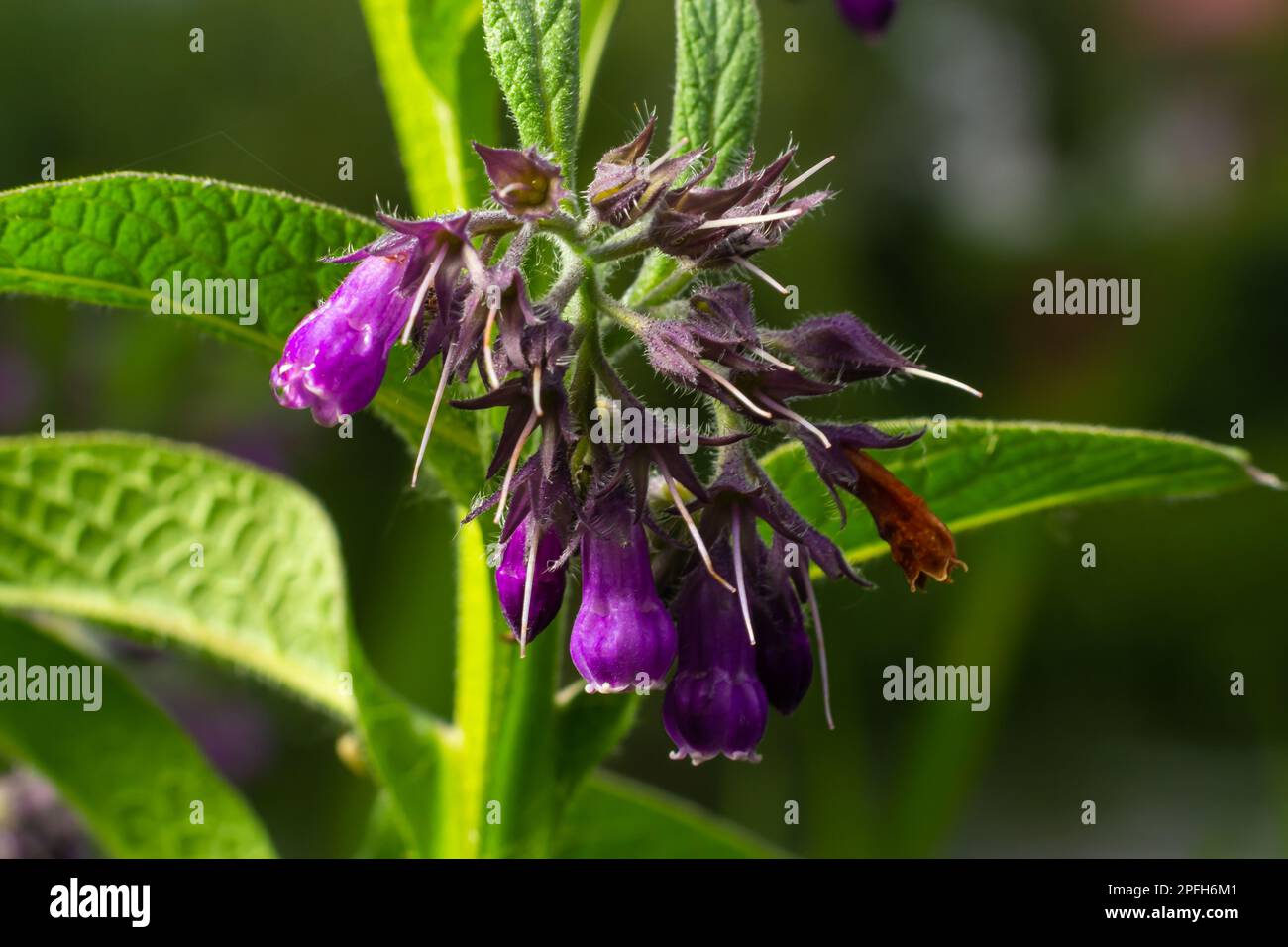 Blossom of comfrey Common Comfrey, Symphytum officinale, used in ...