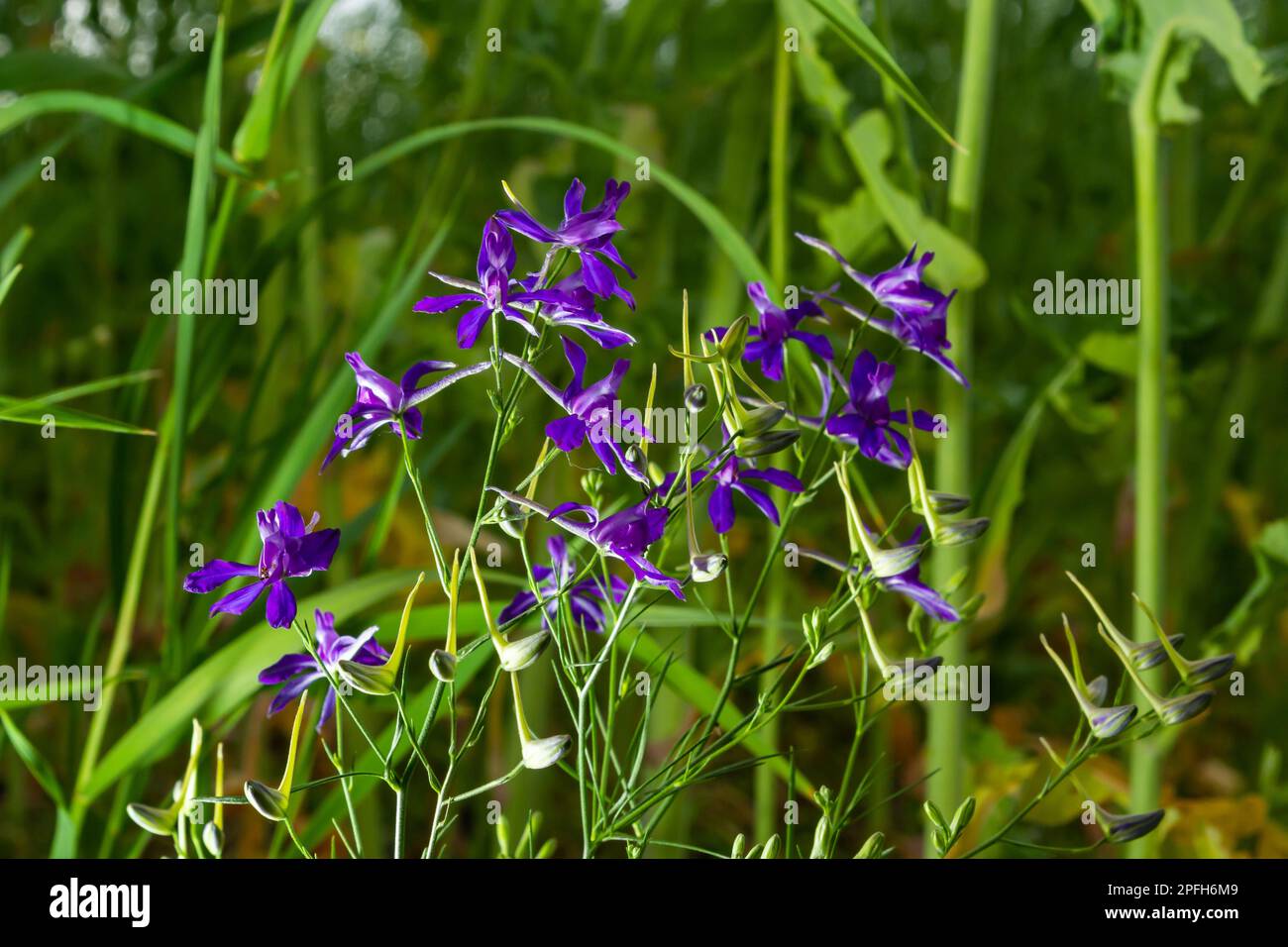 Wild Delphinium or Consolida Regalis, known as forking or rocket larkspur. Field larkspur is ...