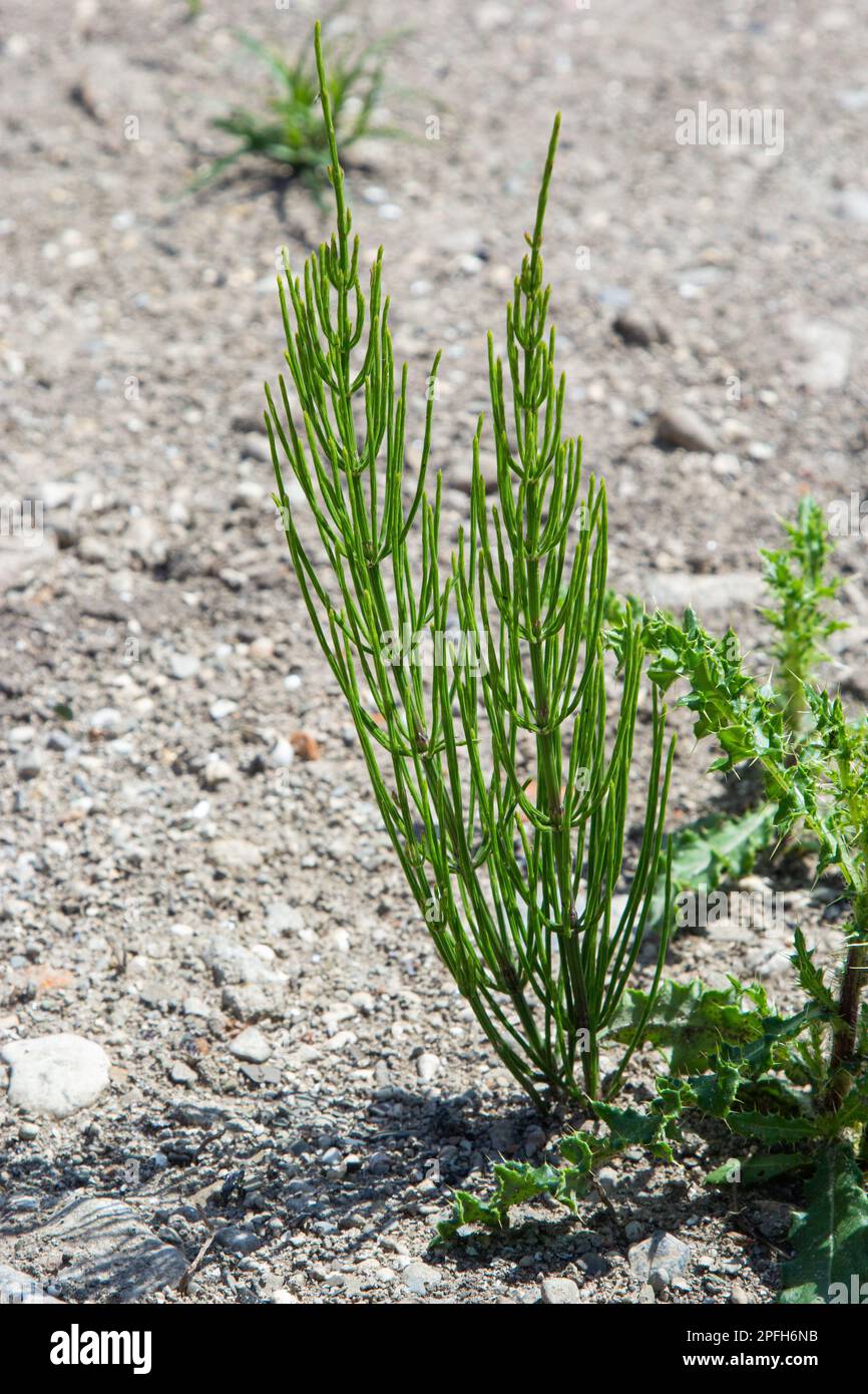 Equisetum arvense, the field horsetail or common horsetail, is an ...